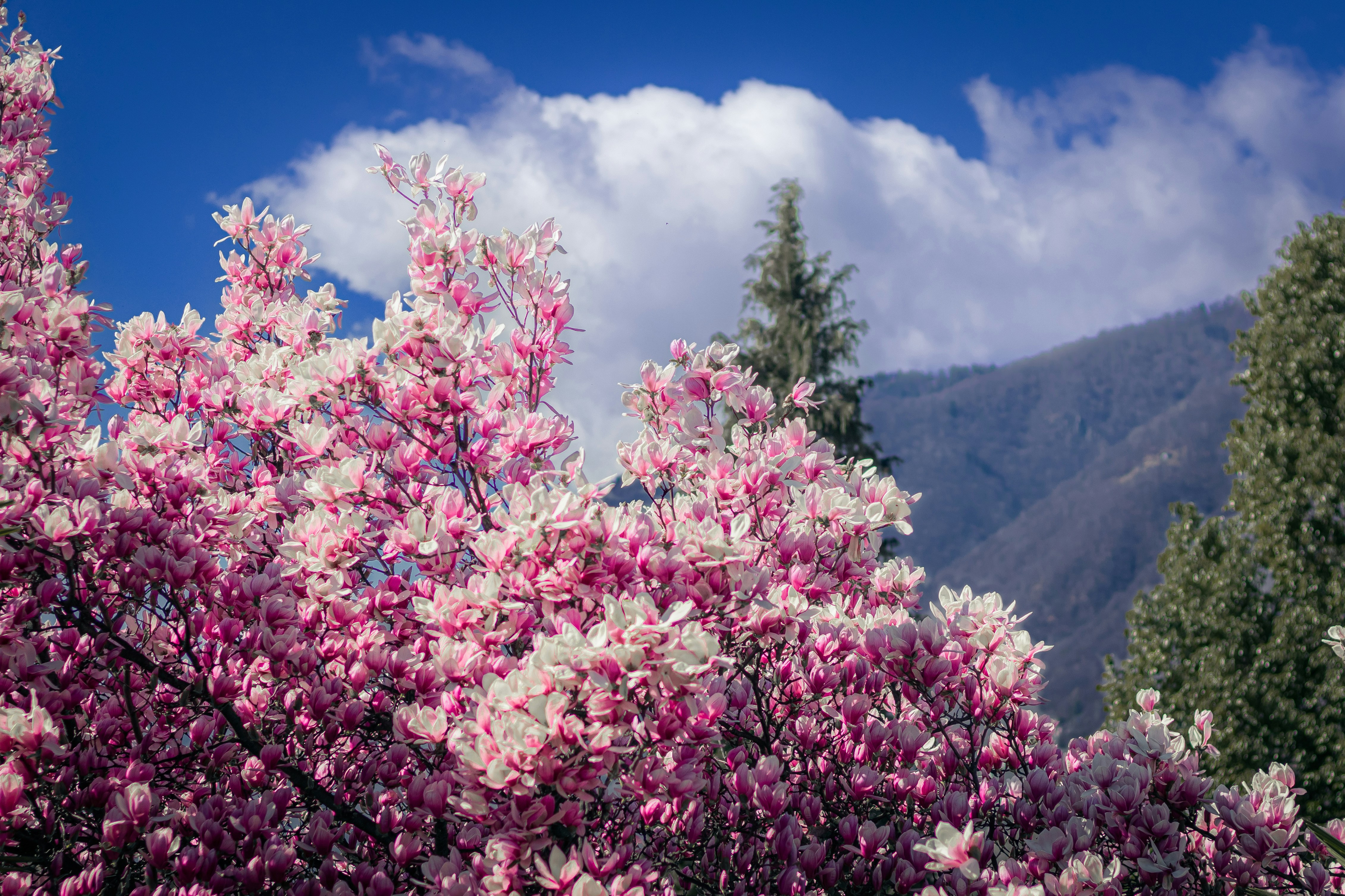 Blossom Chorus Against the Alpine Sky