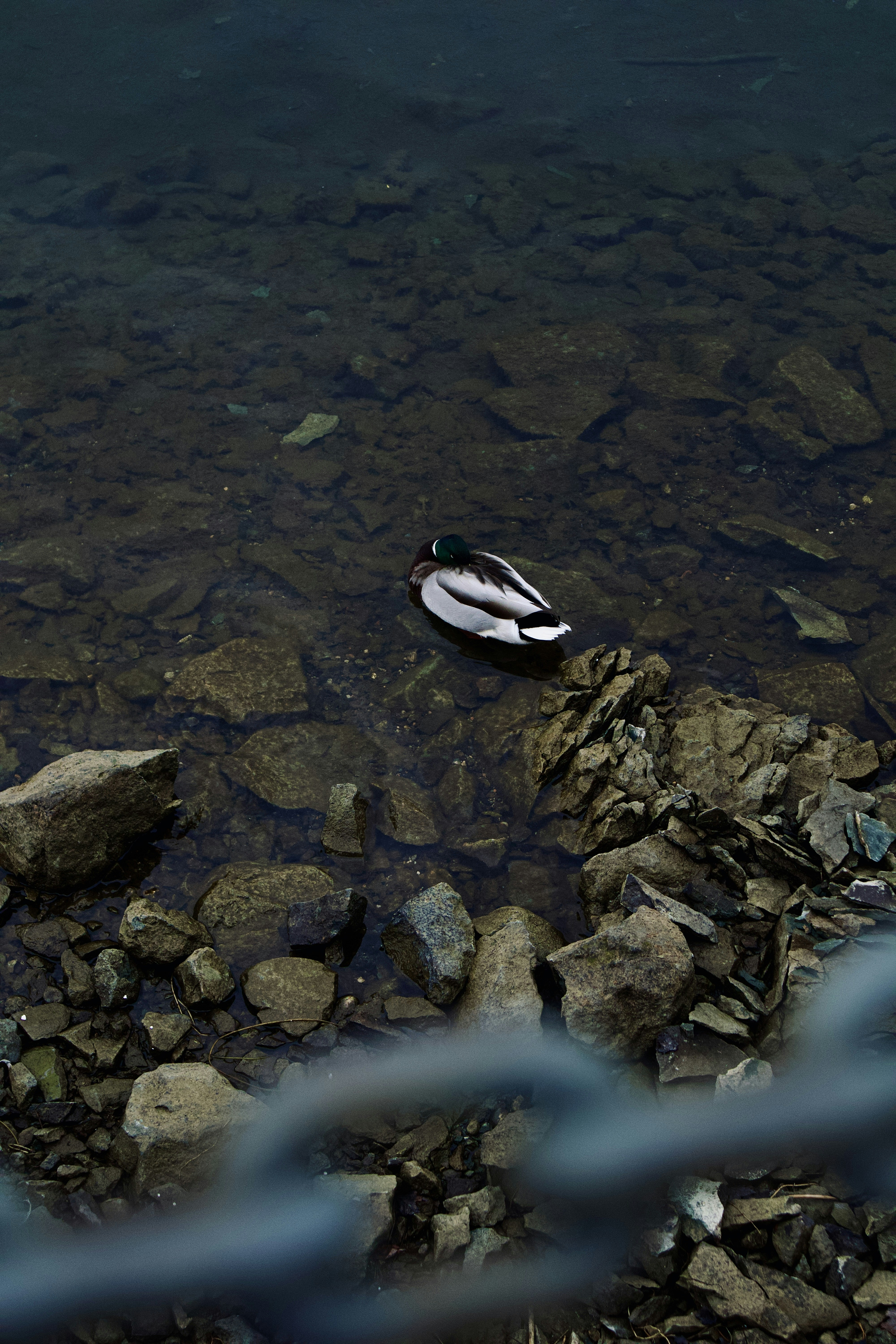 a duck floating on top of a body of water