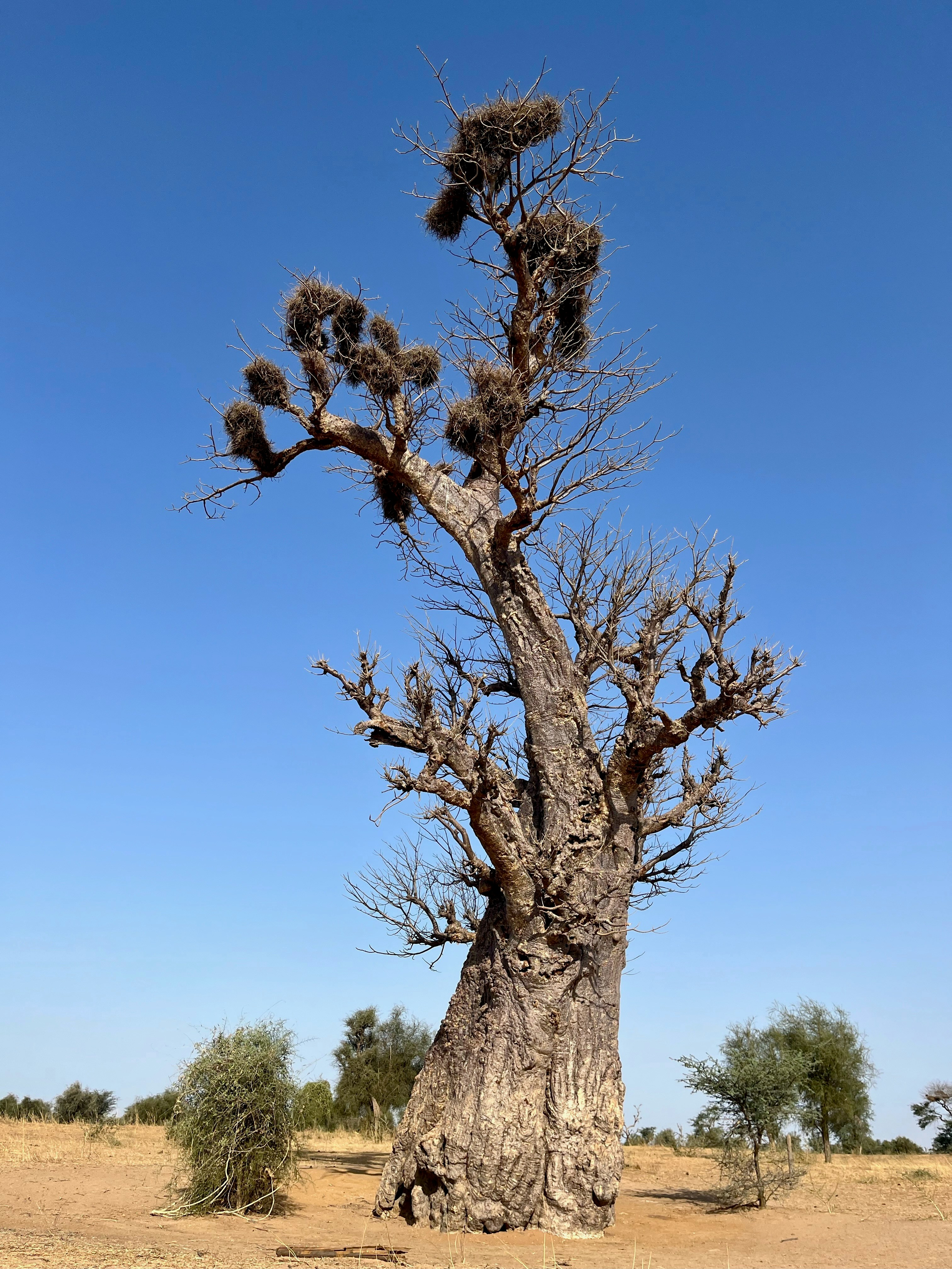 Desert Sentinel: A Weathered Giant Reaches Toward the Clear Blue Sky