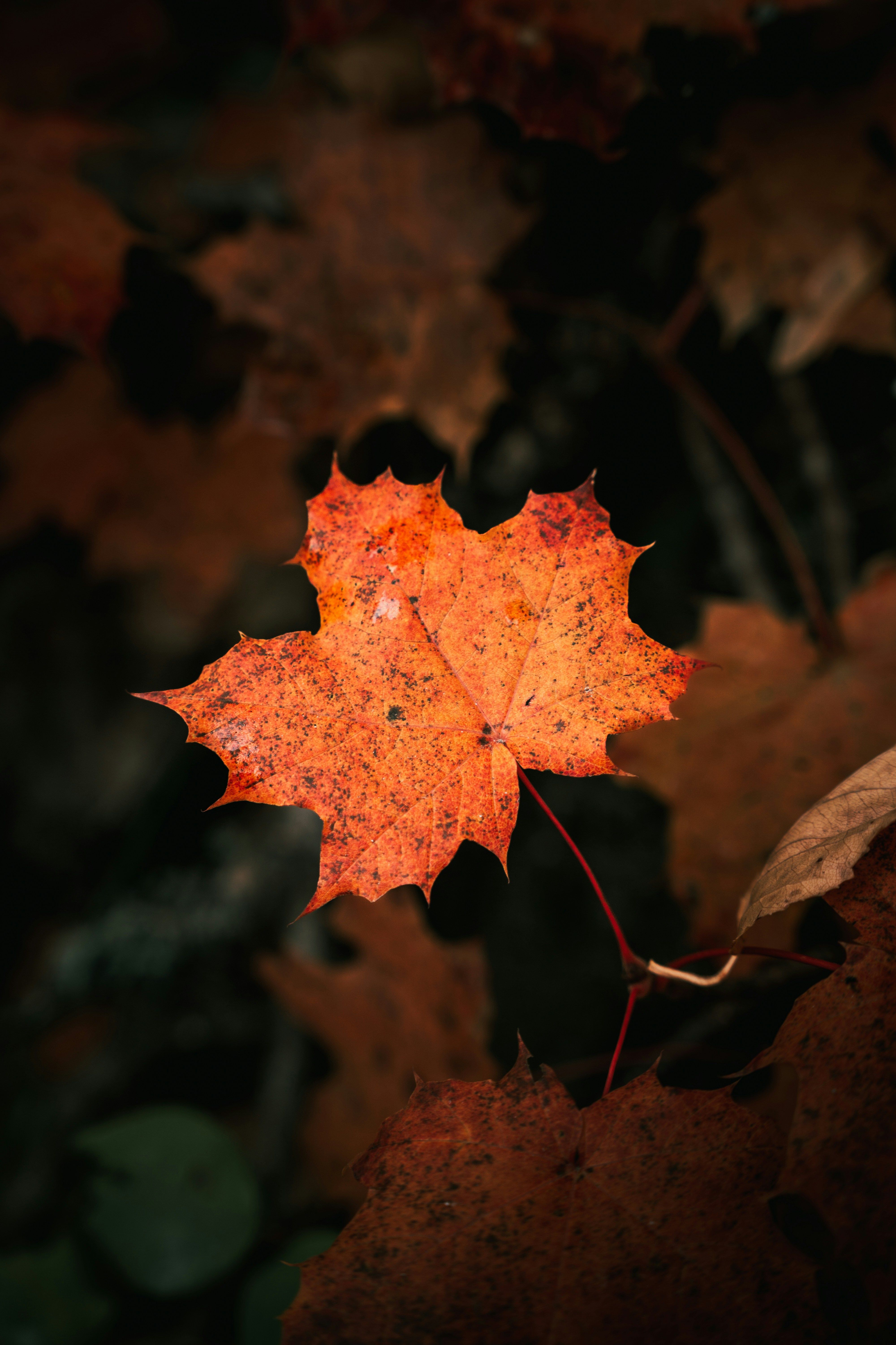 Single Leaves Wallpaper