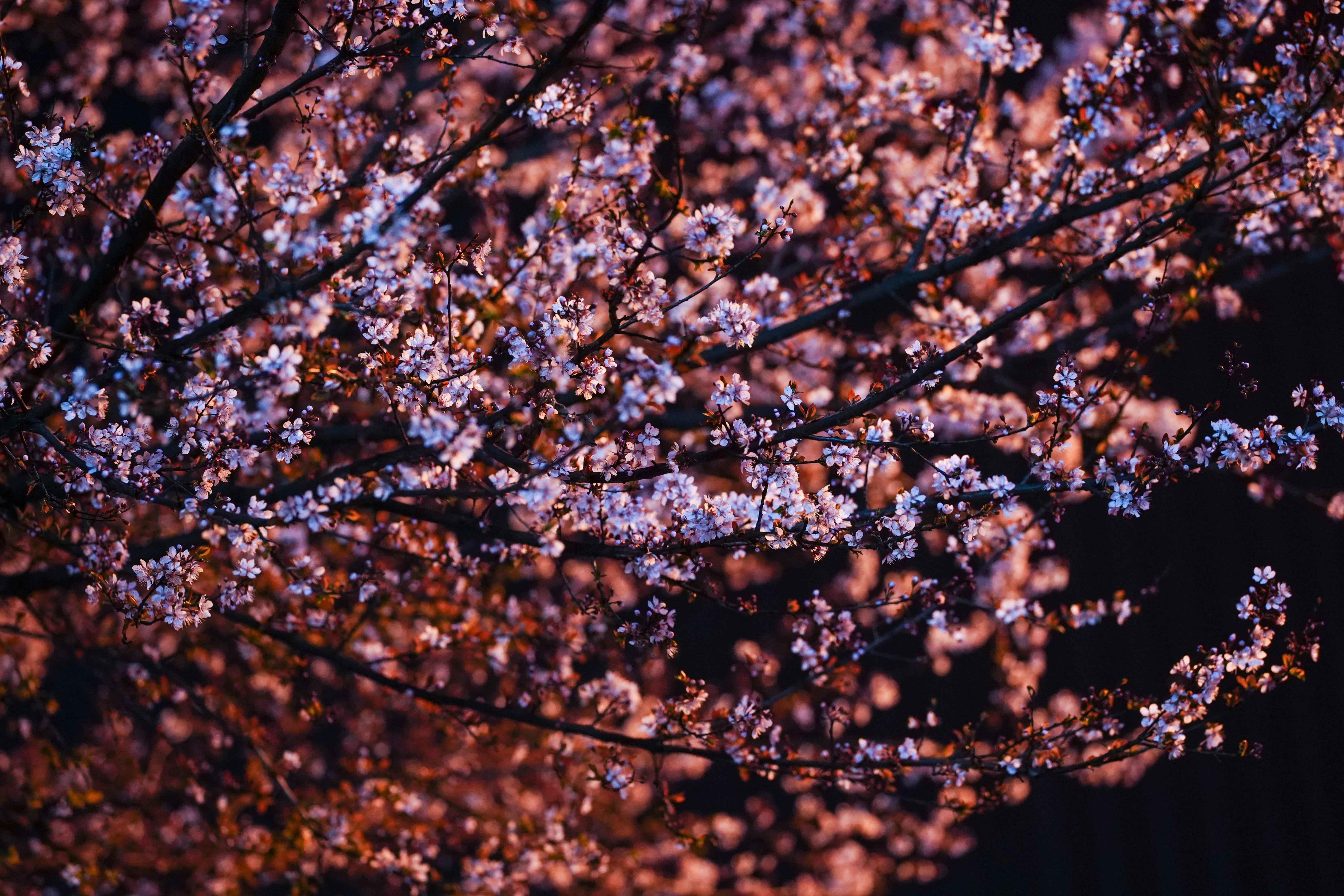 Photo by Travis Chen with Sony Alpha 7C