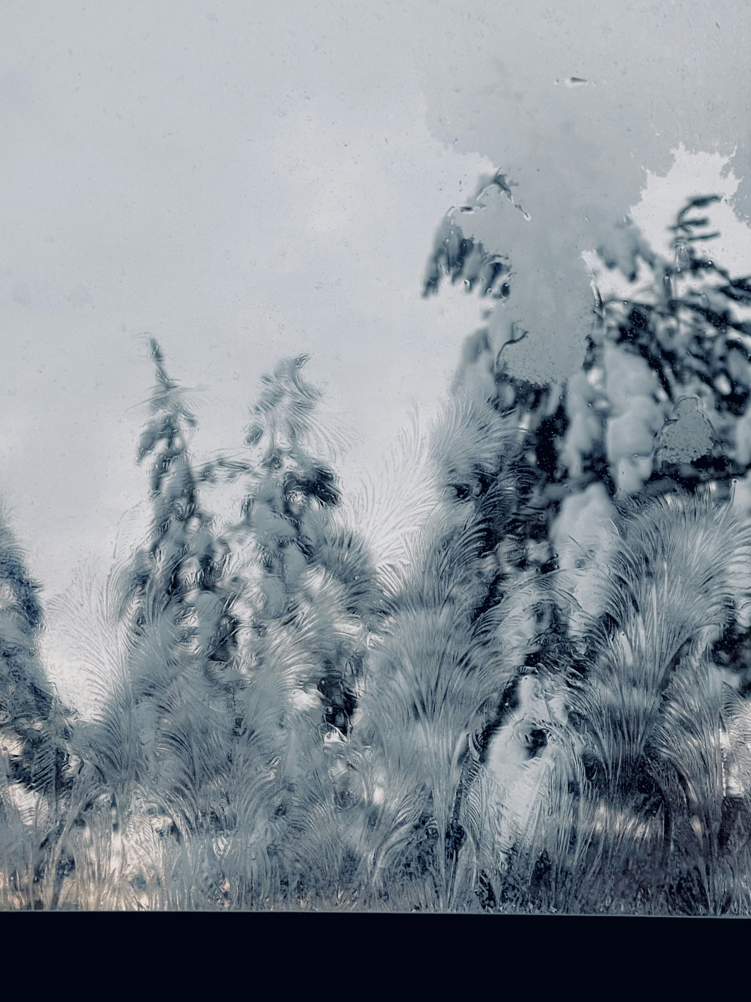 Pale Pines Behind a Frosted Window Pane