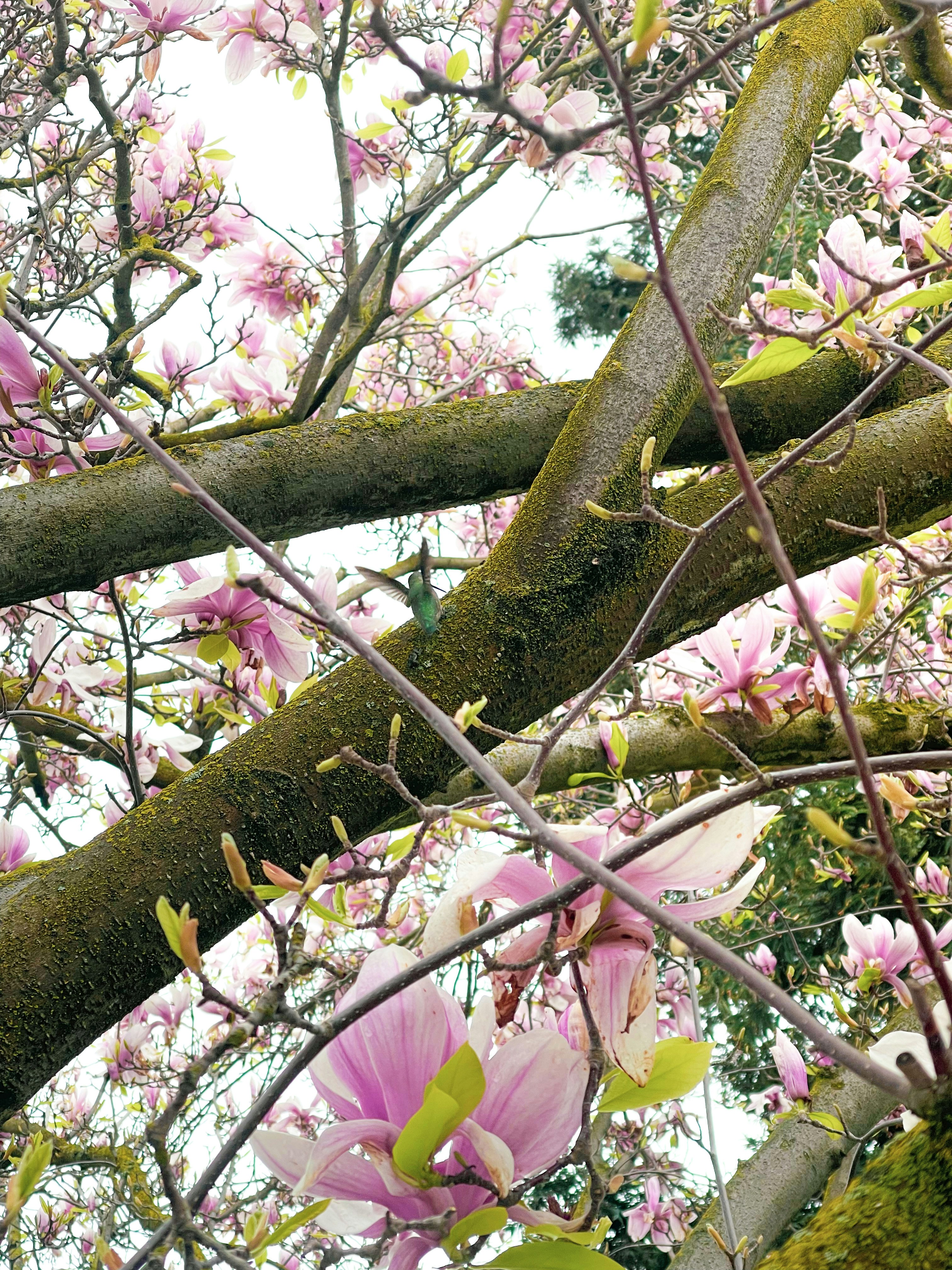a tree with pink flowers and green leaves