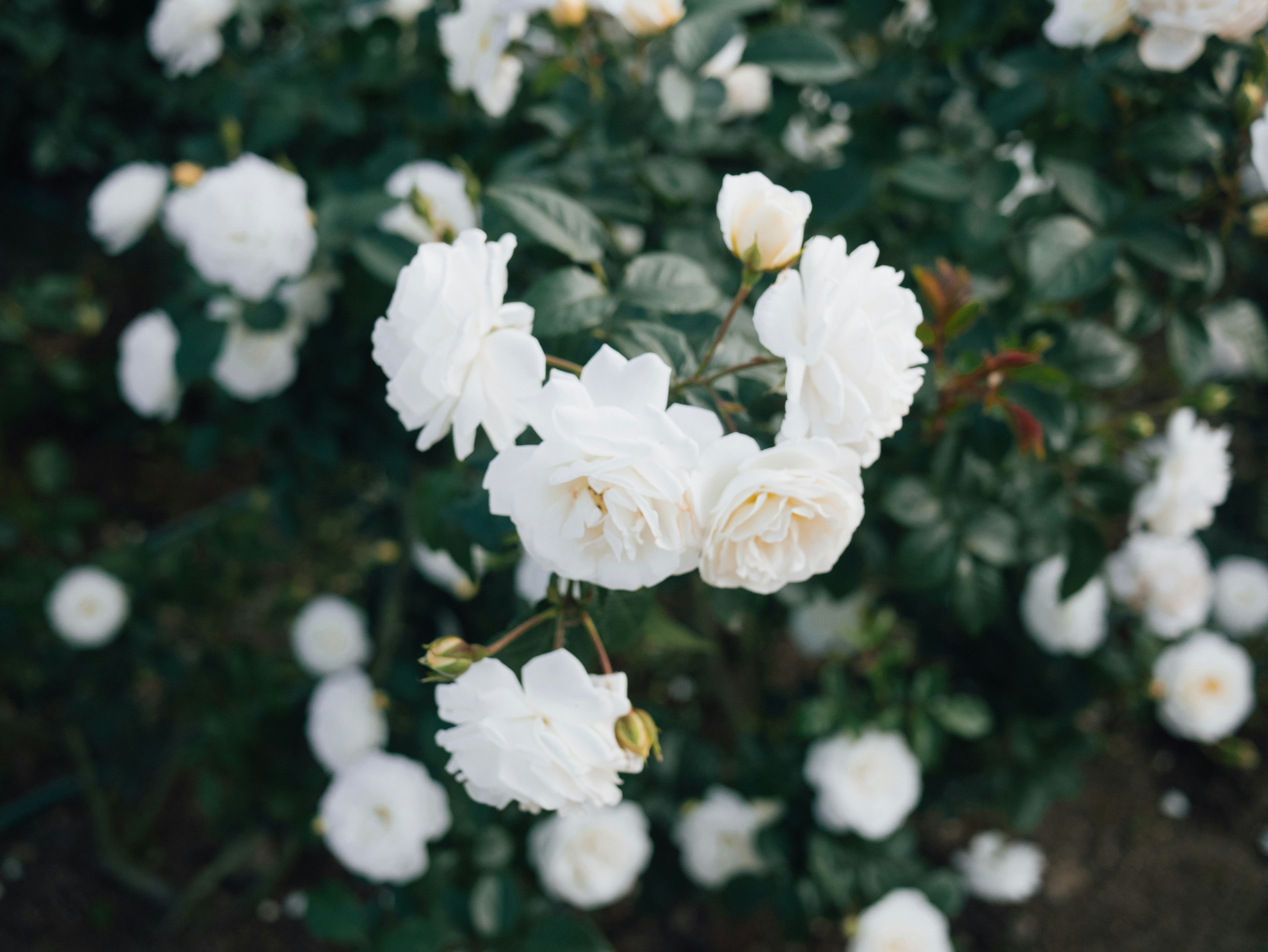 Whispered Petals: White Roses in a Quiet Garden