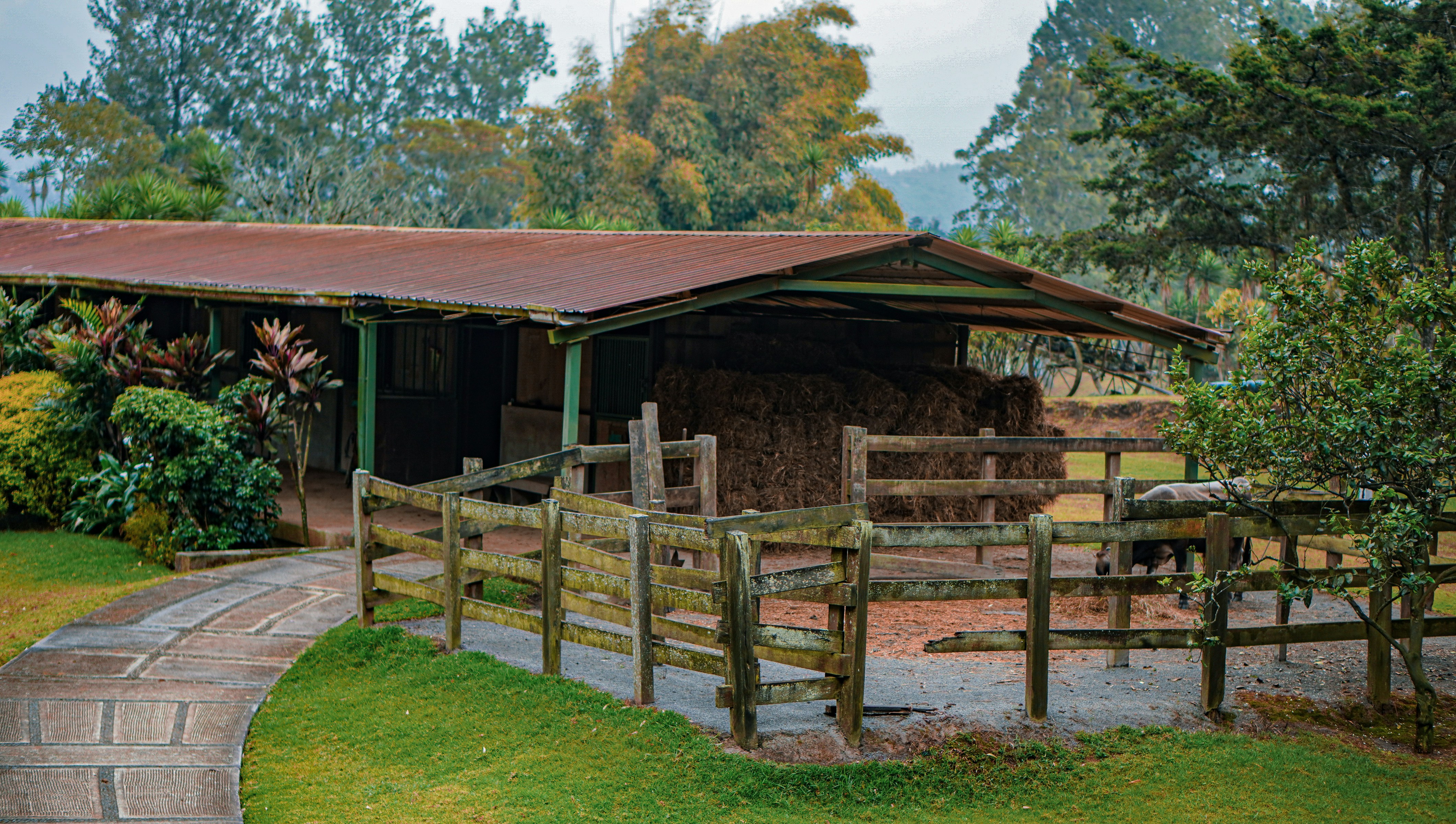 Horse standing in a rustic fenced area beside a covered wooden shelter, surrounded by lush greenery.