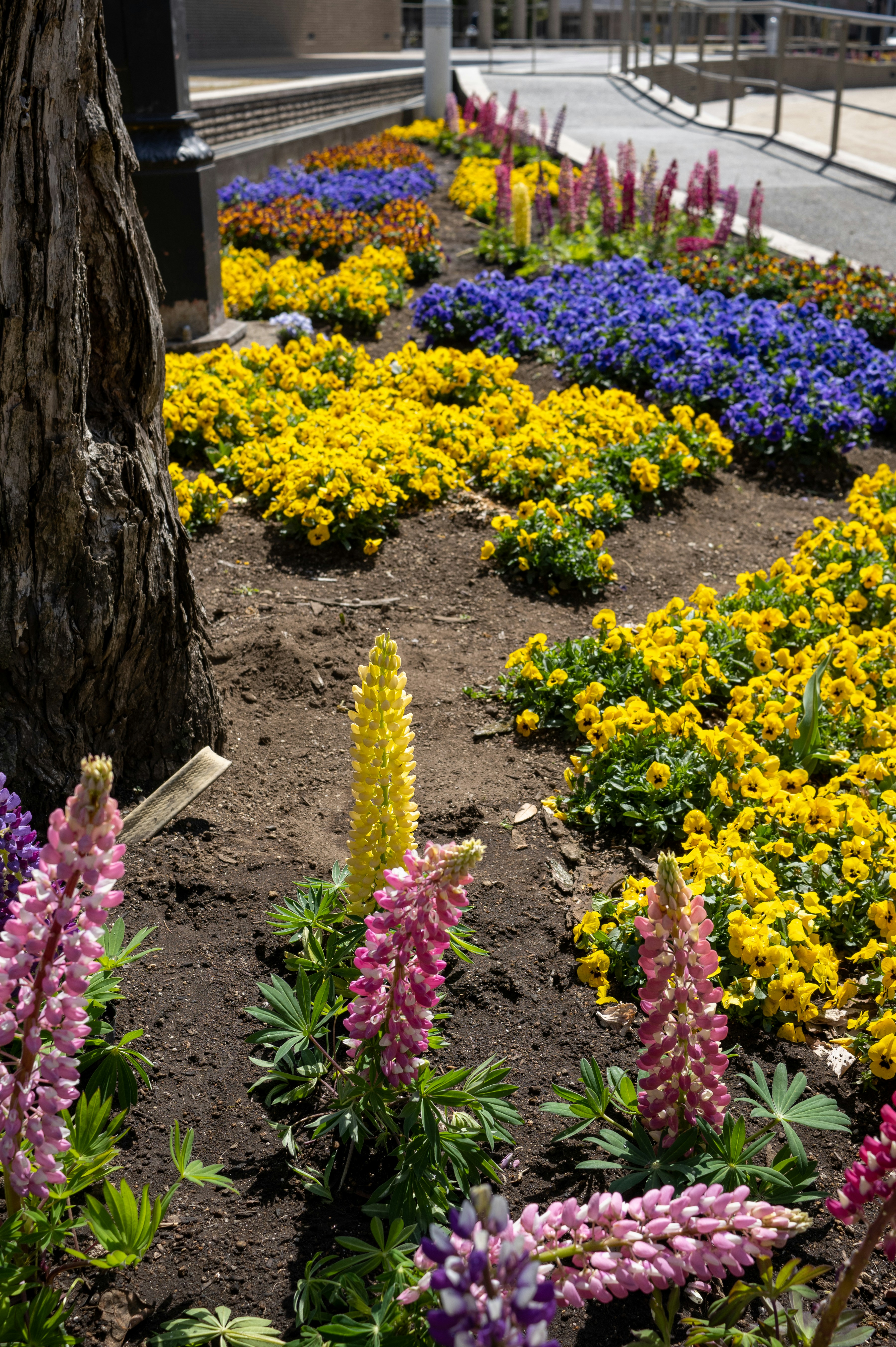 colorful flowers in a flower bed next to a tree