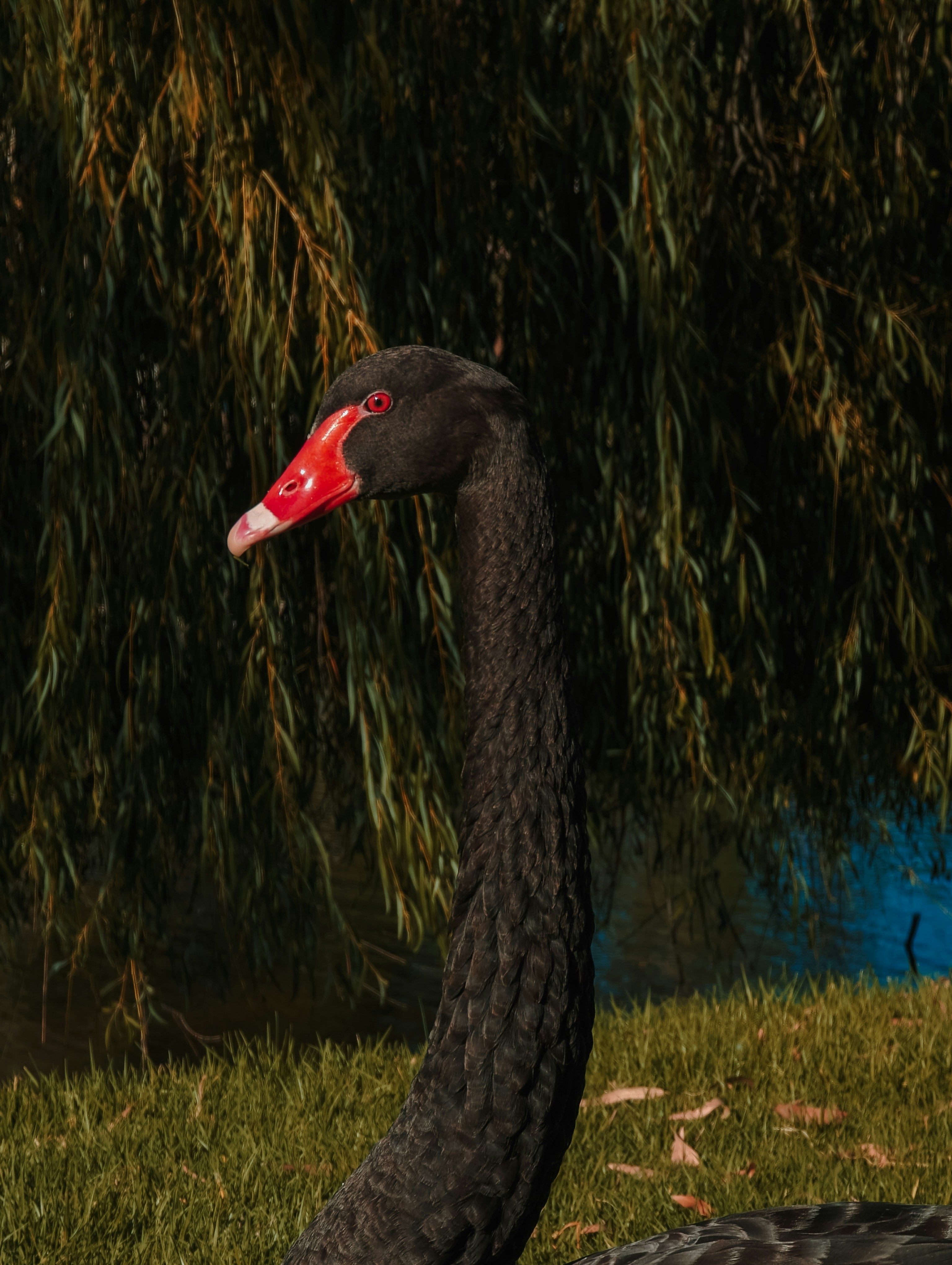 Crimson Beak, Velvet Feathers: A Black Swan by the Riverside