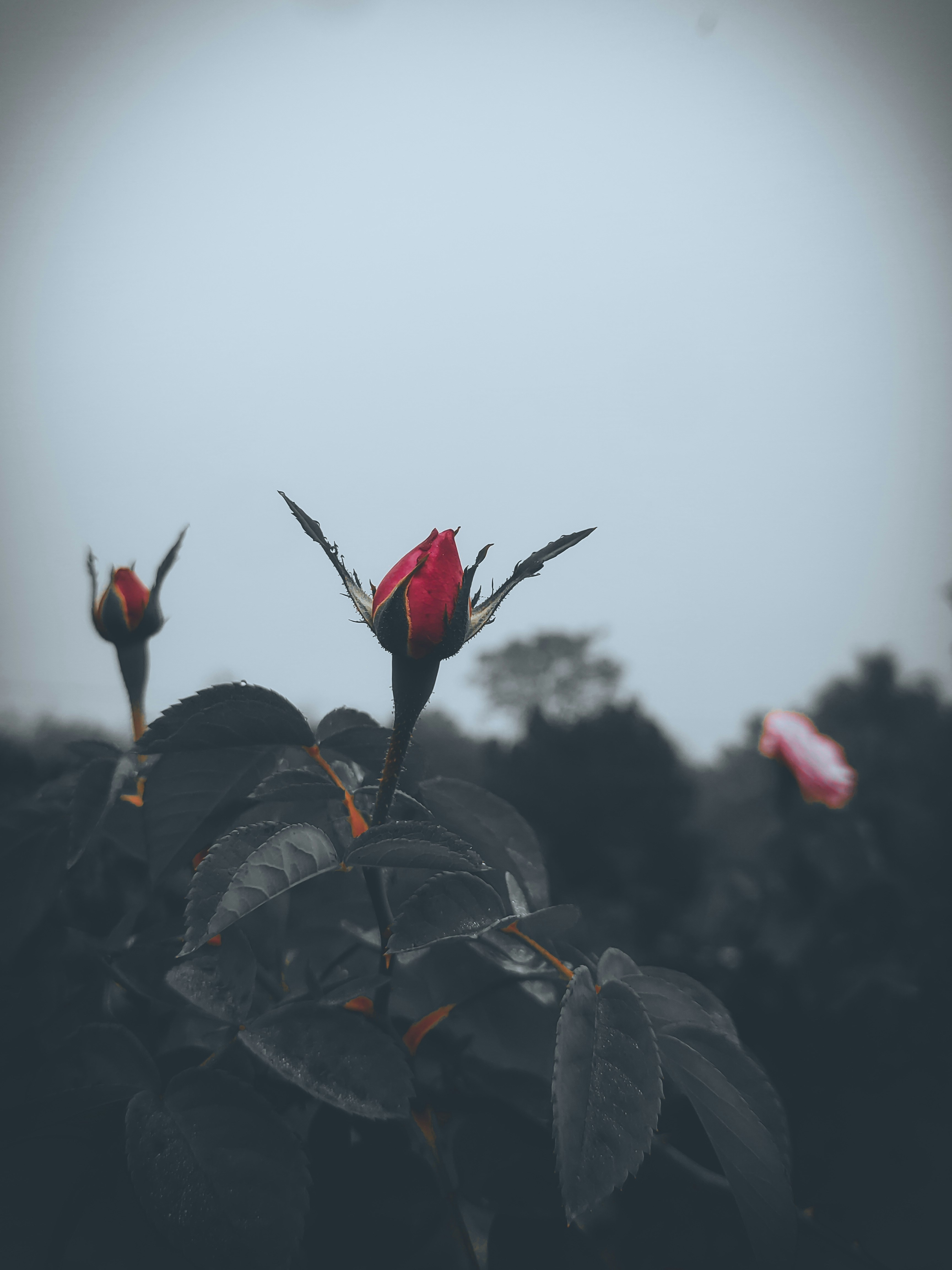 Sample photo from Vivo V20