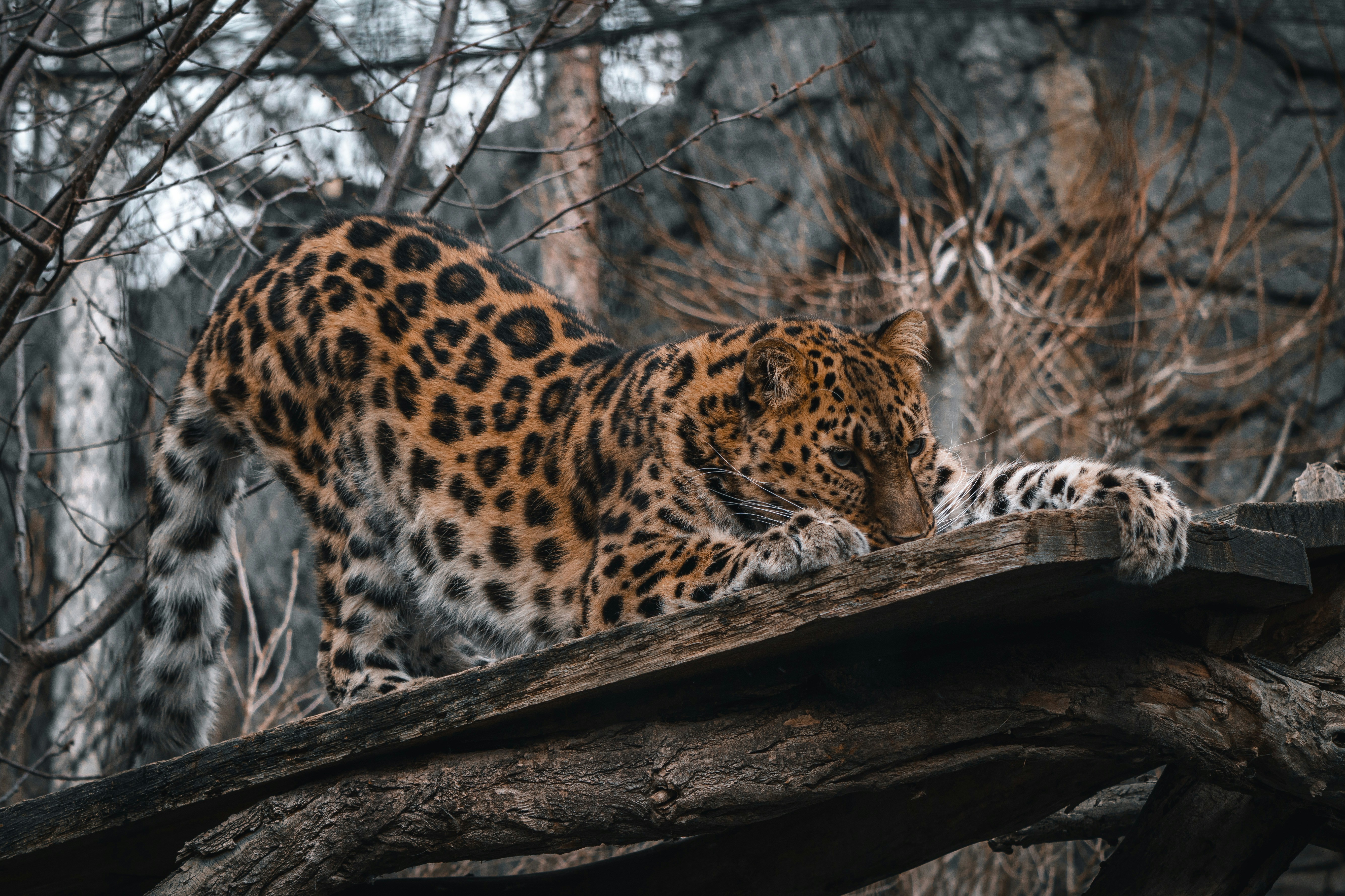 Amur leopard at Leipzig’s zoo.