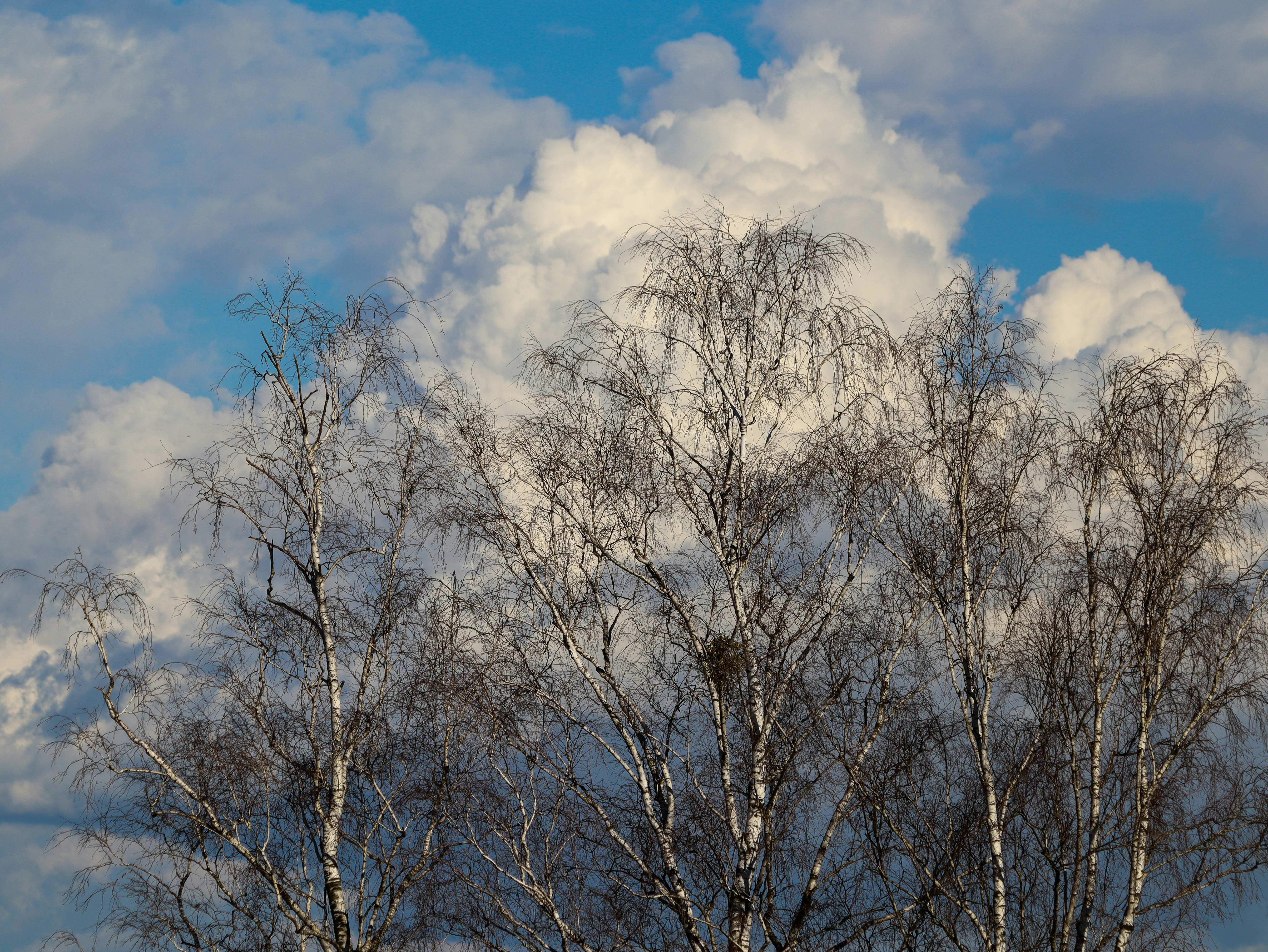 Bare birch trees stand against a backdrop of fluffy clouds, capturing the essence of a tranquil winter sky.