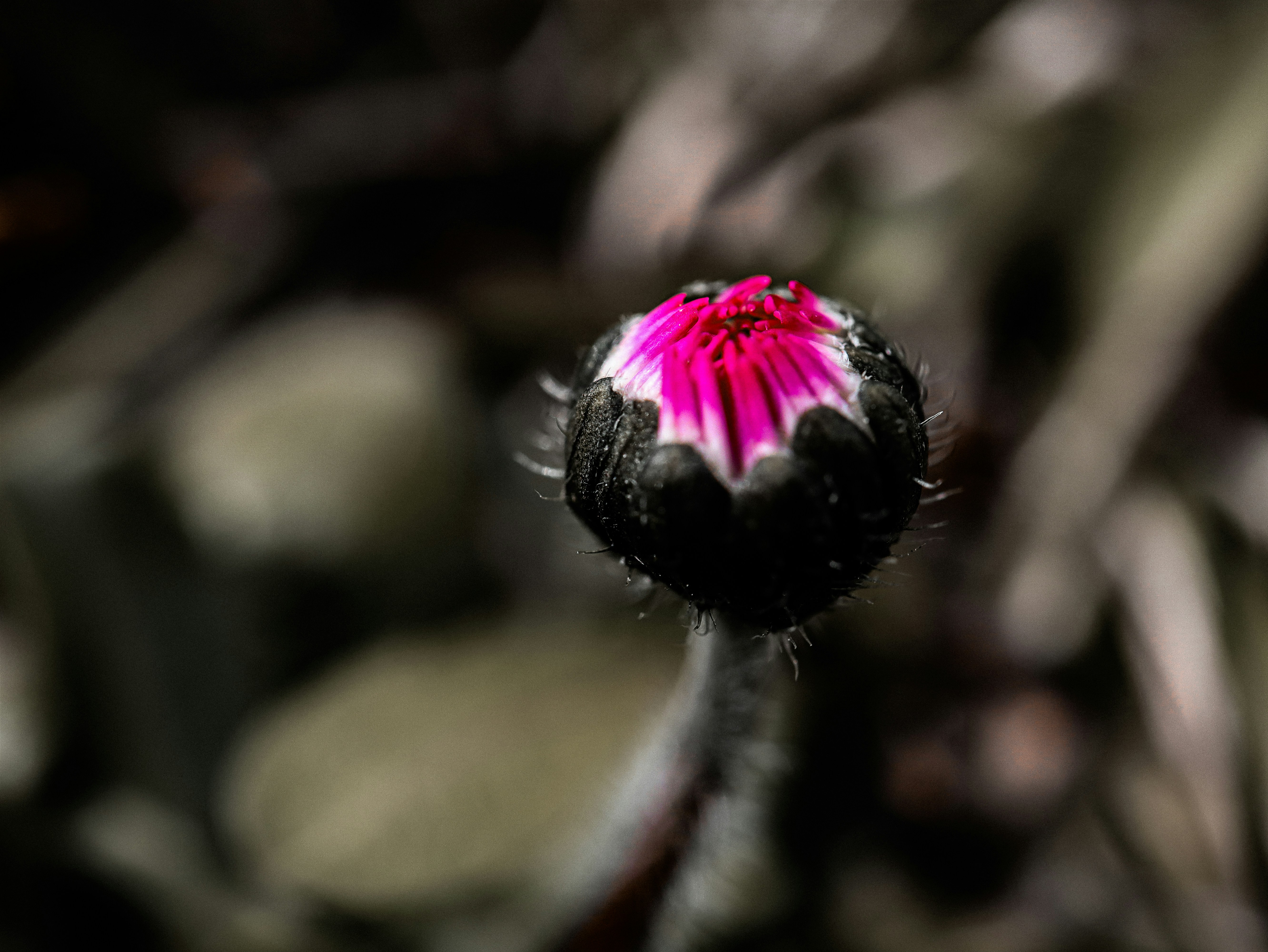 Magenta Crown in Velvet Sepals: a Macro Moment