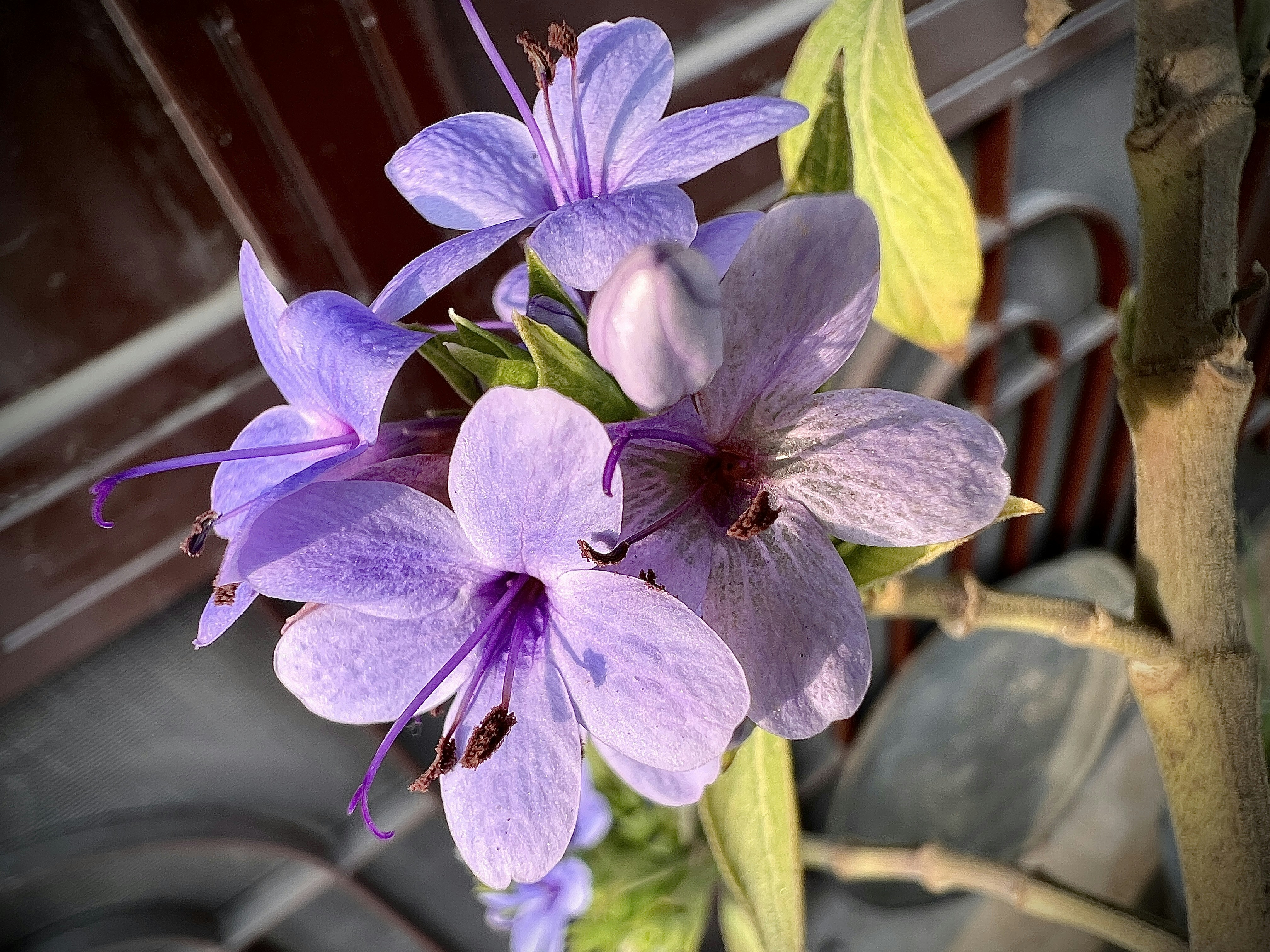 Sunlit Tibouchina Bloom Framed by Balcony Rails