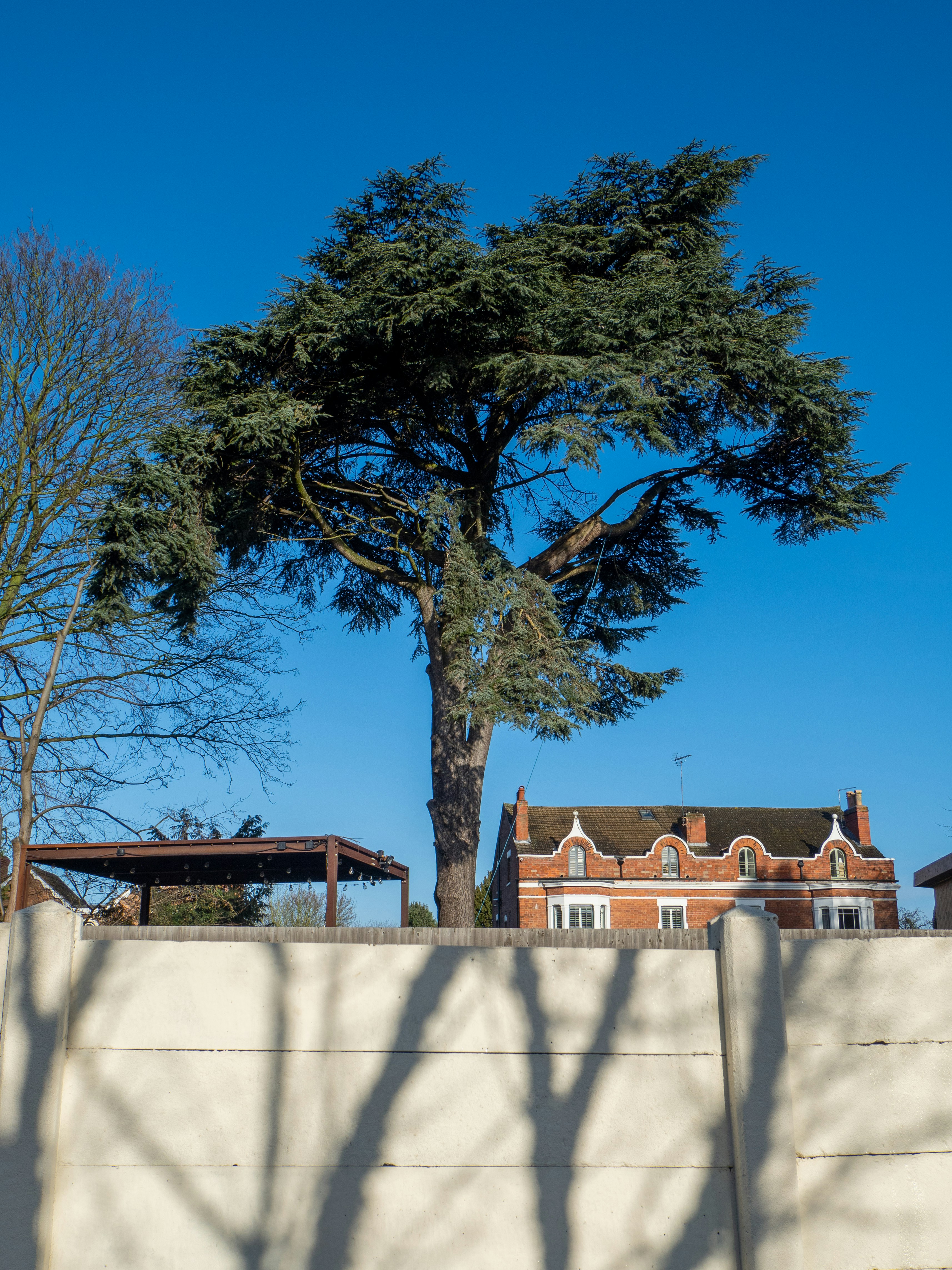 A tree casts a shadow on a wall photo – Free Blue aesthetic Image on ...