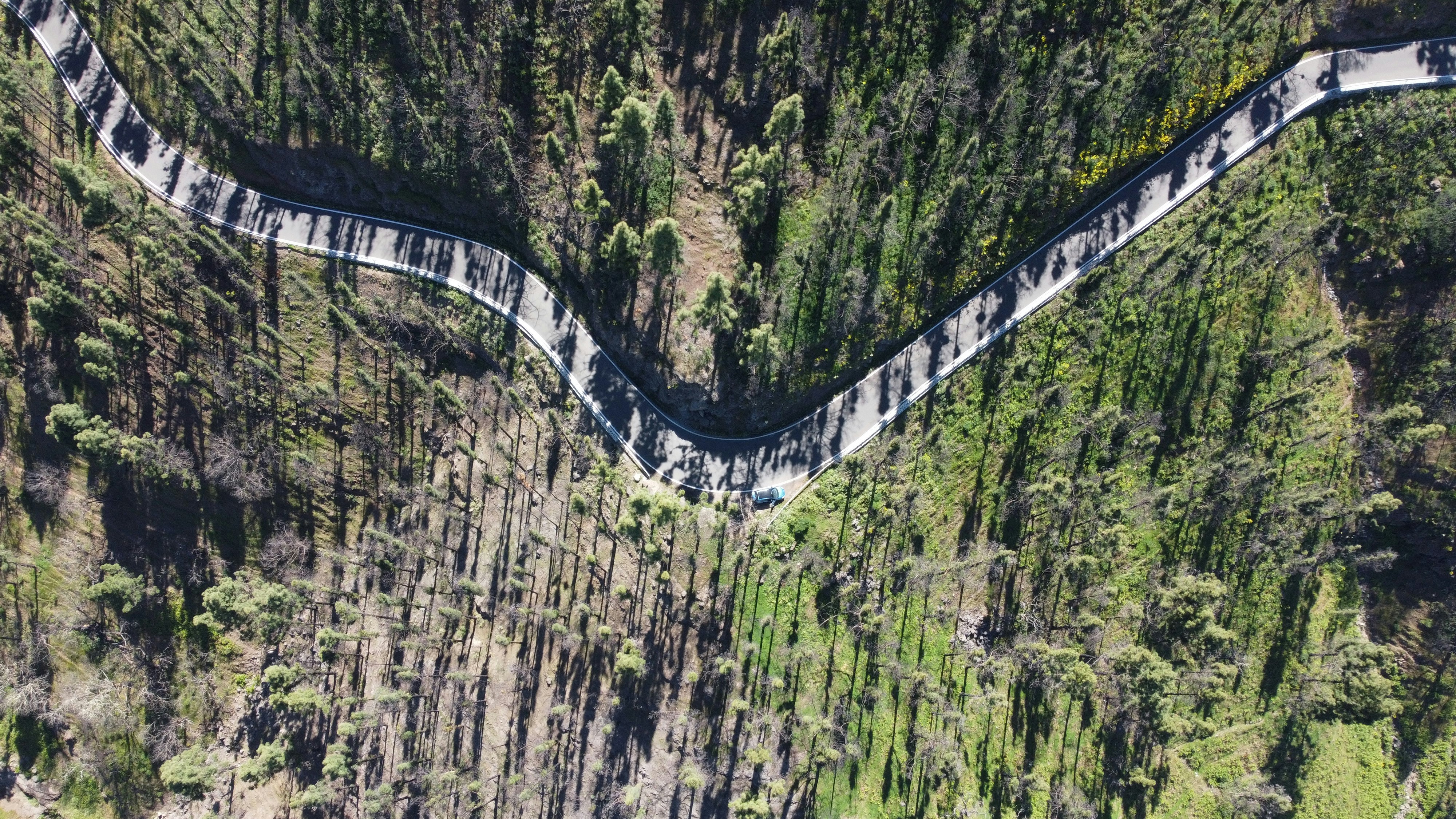 Serpentine Ribbon Through a Pine Forest Road