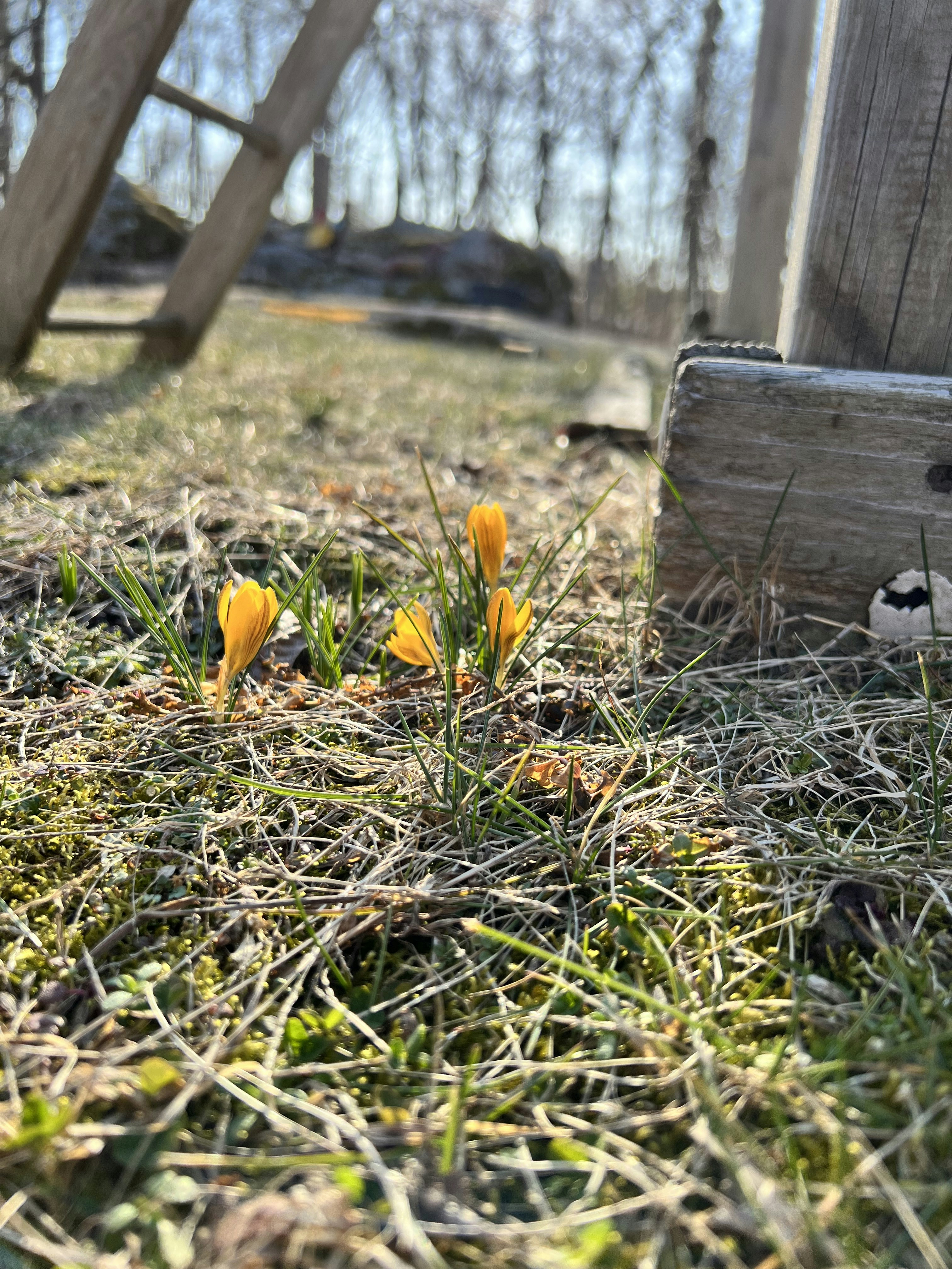 Wild golden crocus