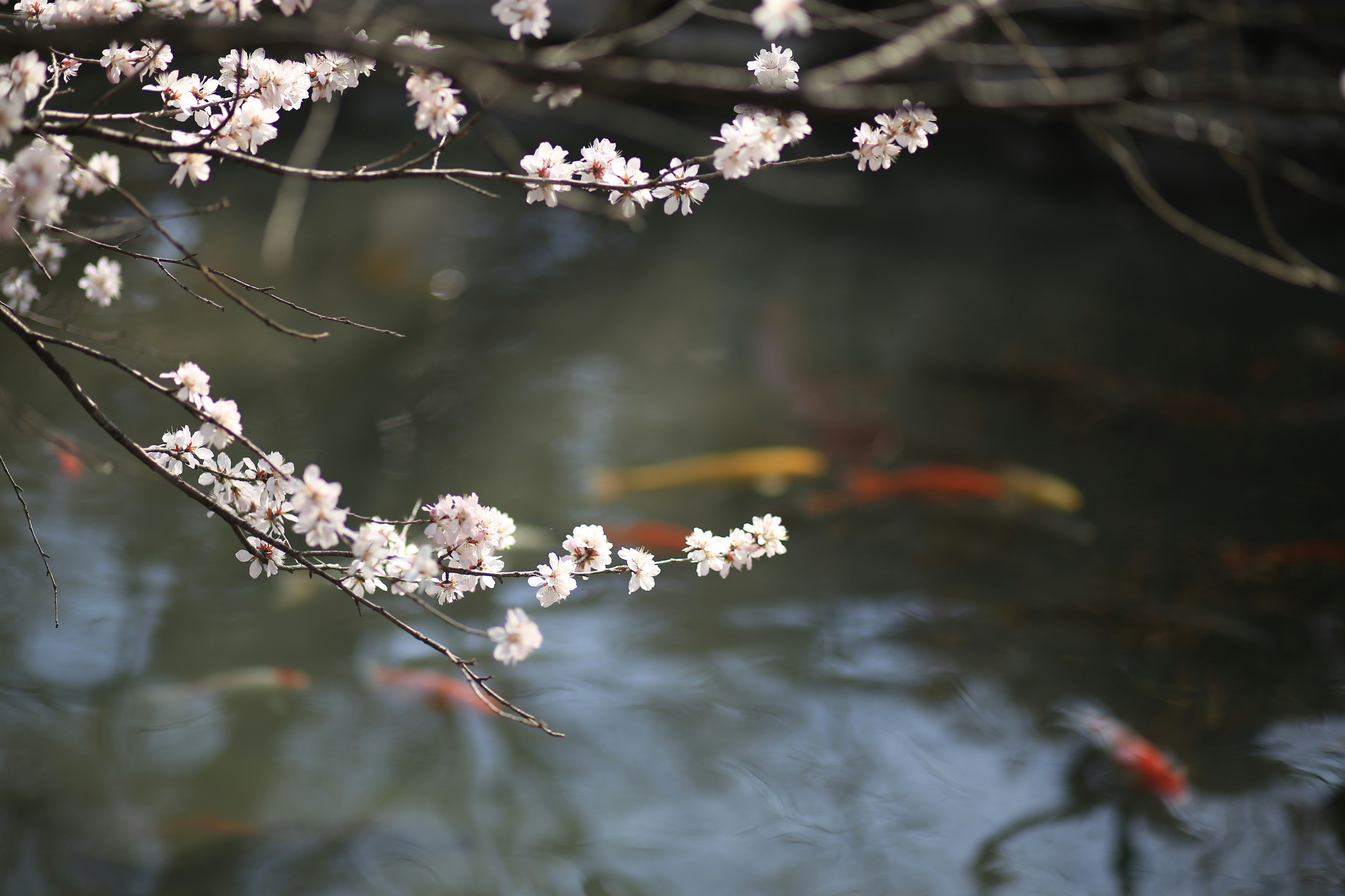 Blossoms Over a Quiet Pond: Framing the Koi Light