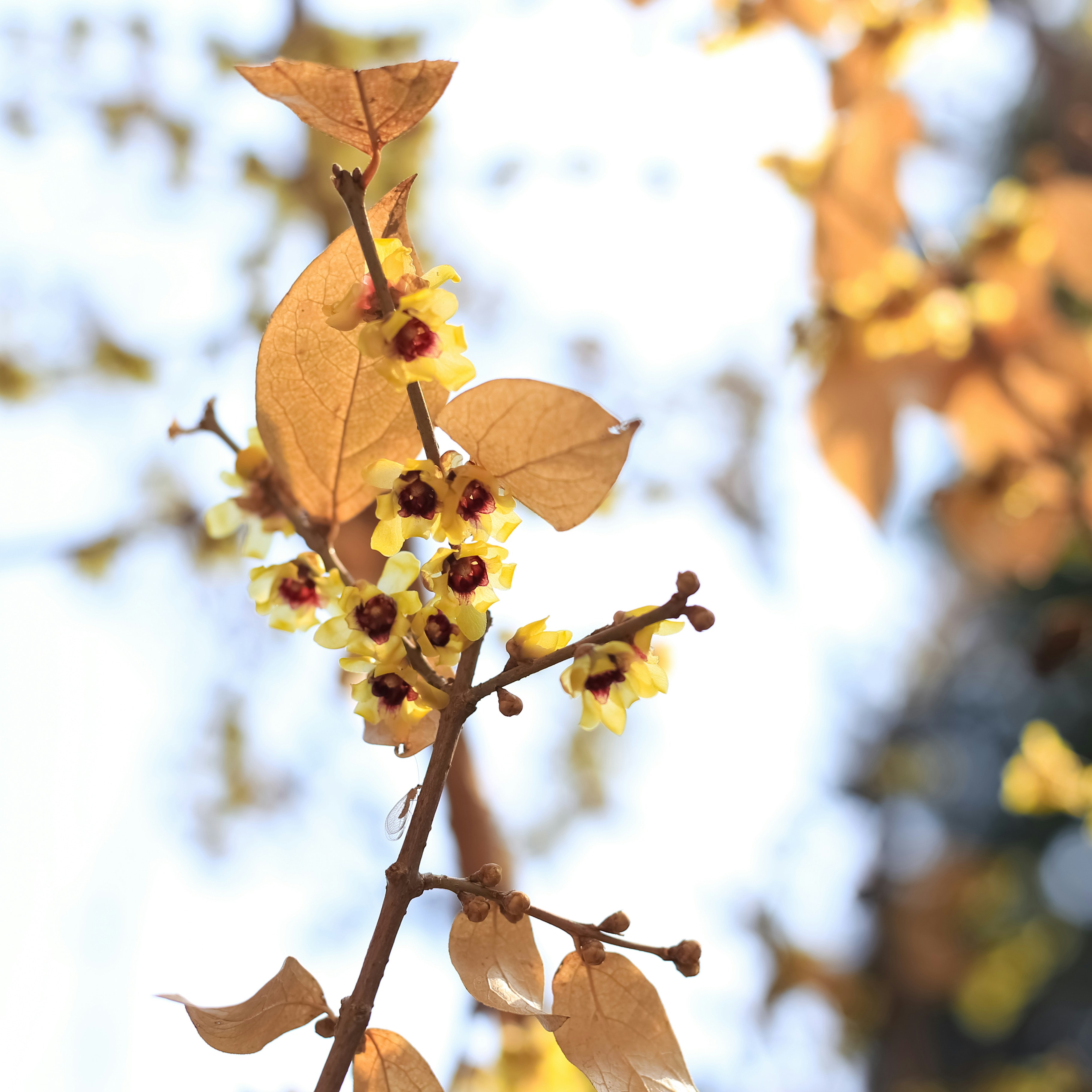 Une branche d’arbre aux fleurs jaunes et rouges photo – Photo Plante ...