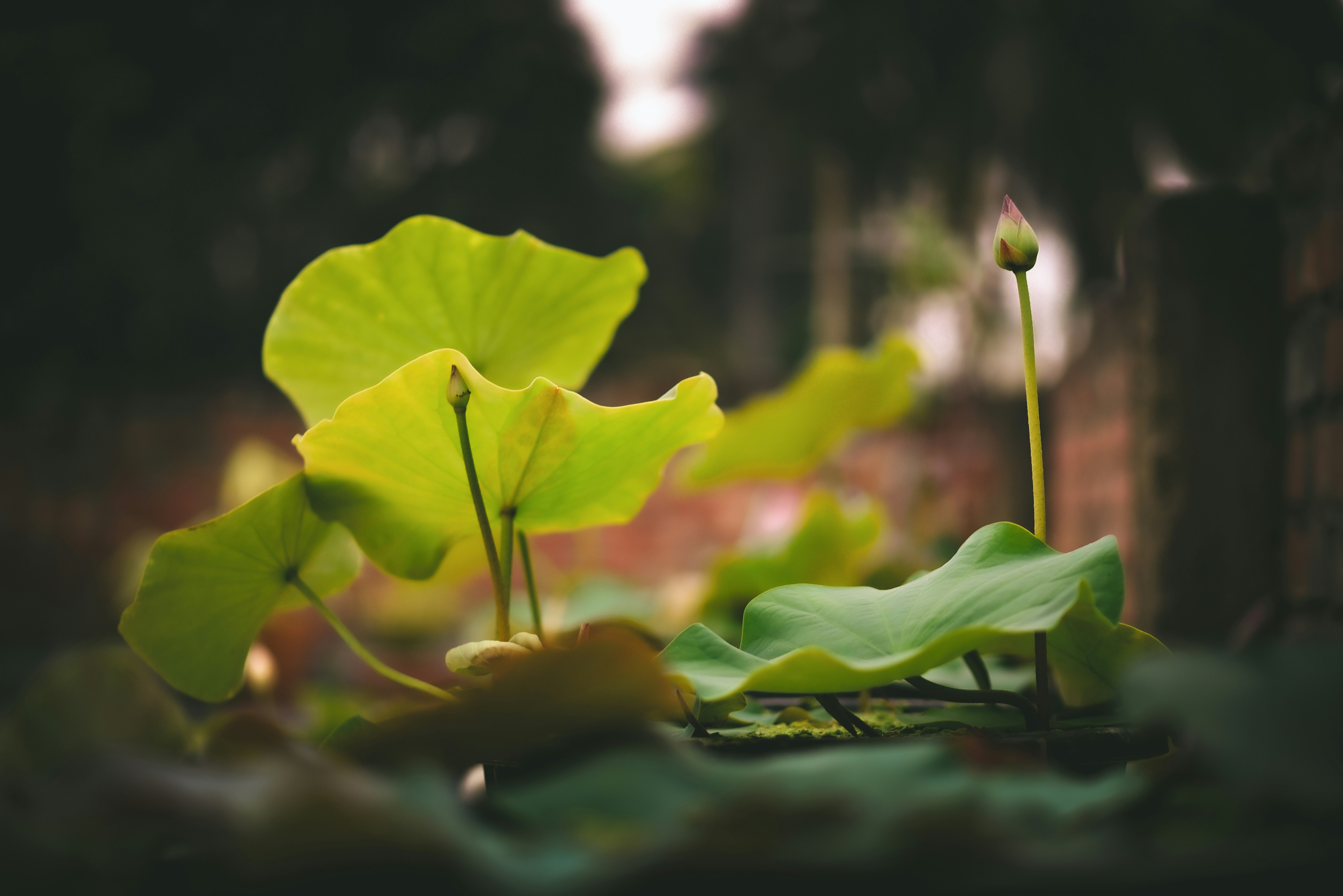 Emerald Serenity: A Leaf's PerspectiveSubhadeep Saha