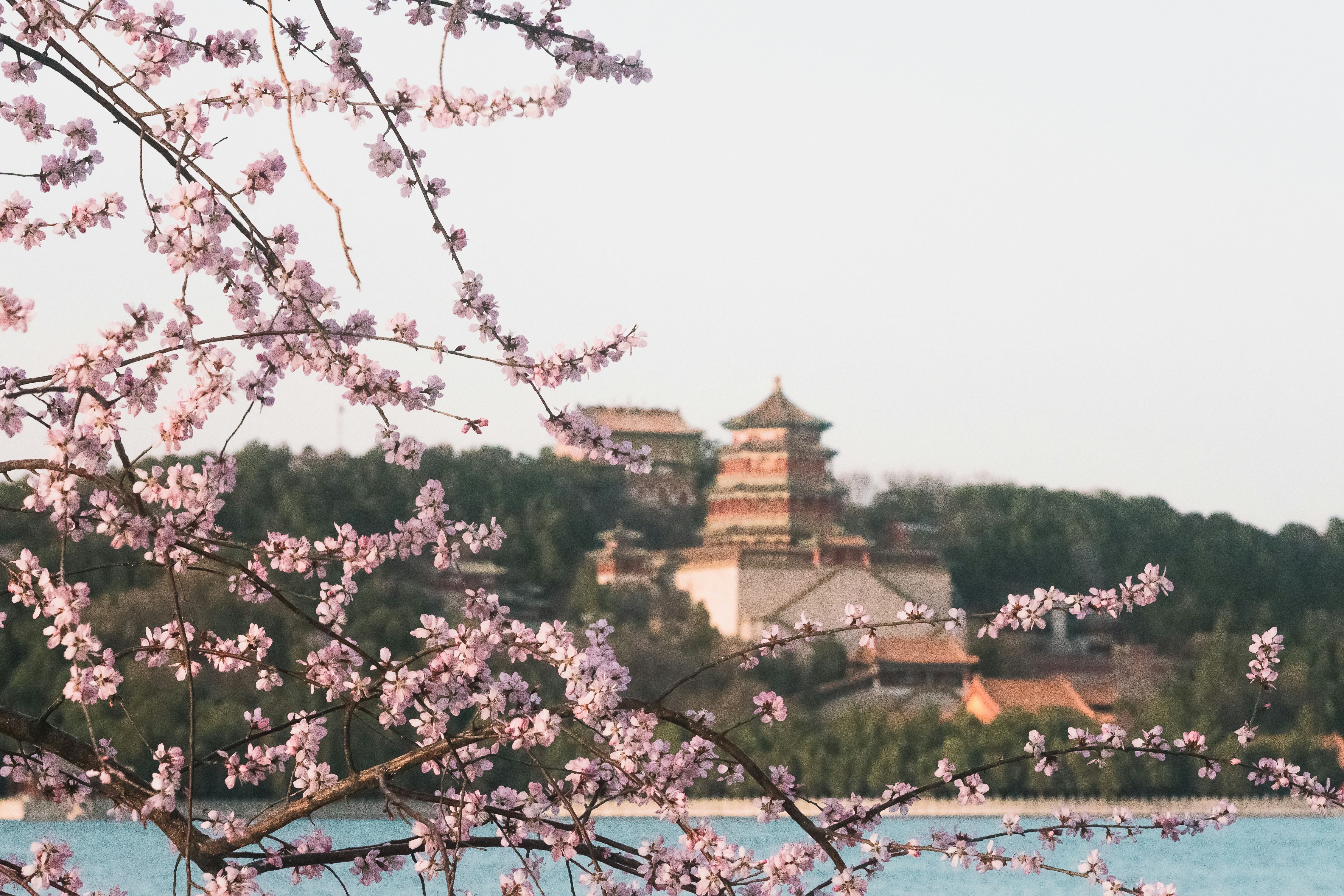Pastel Sakura Veil Over a Seaside Pagoda