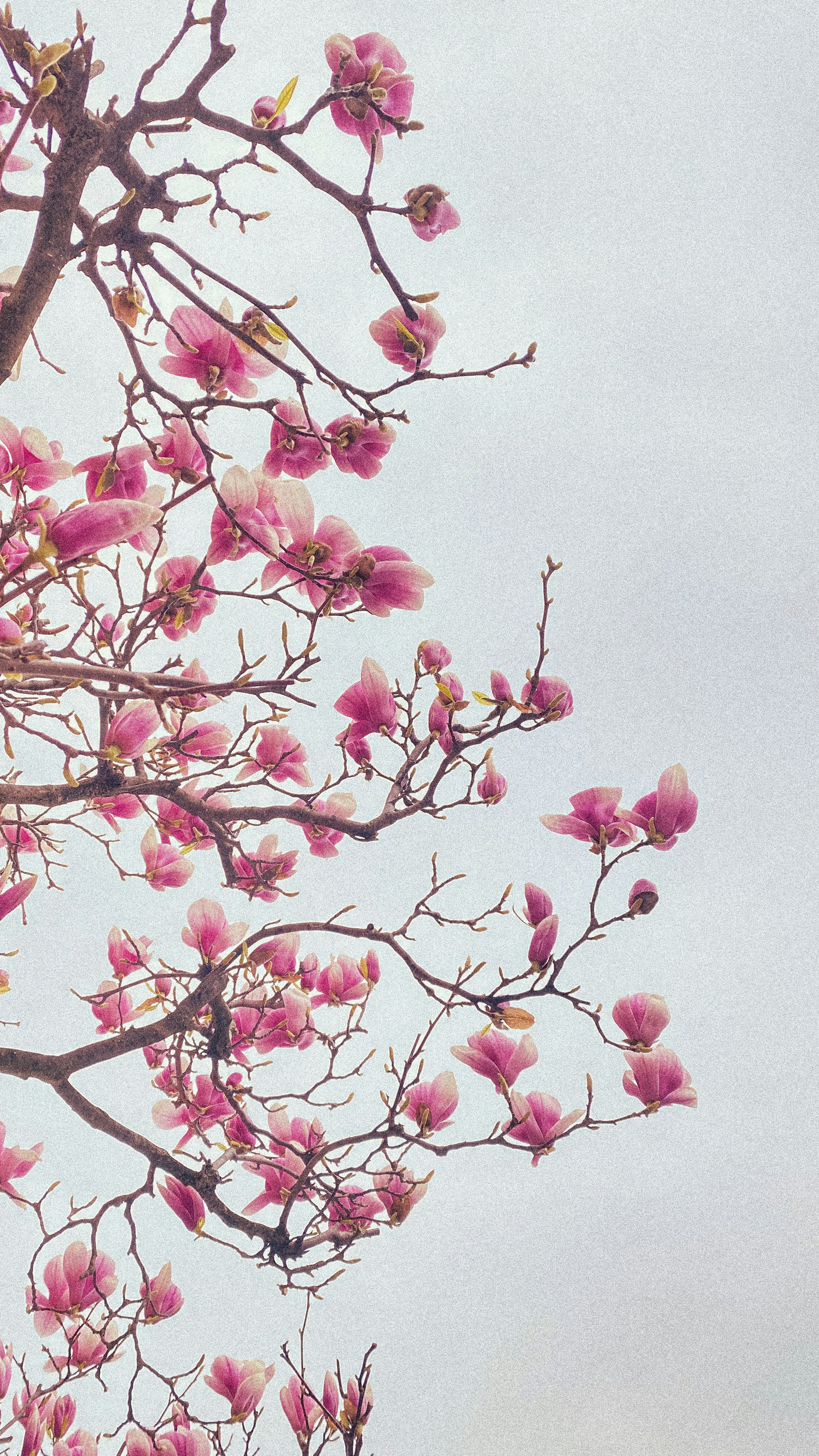 Spring's Whisper Through Magnolia Blossoms