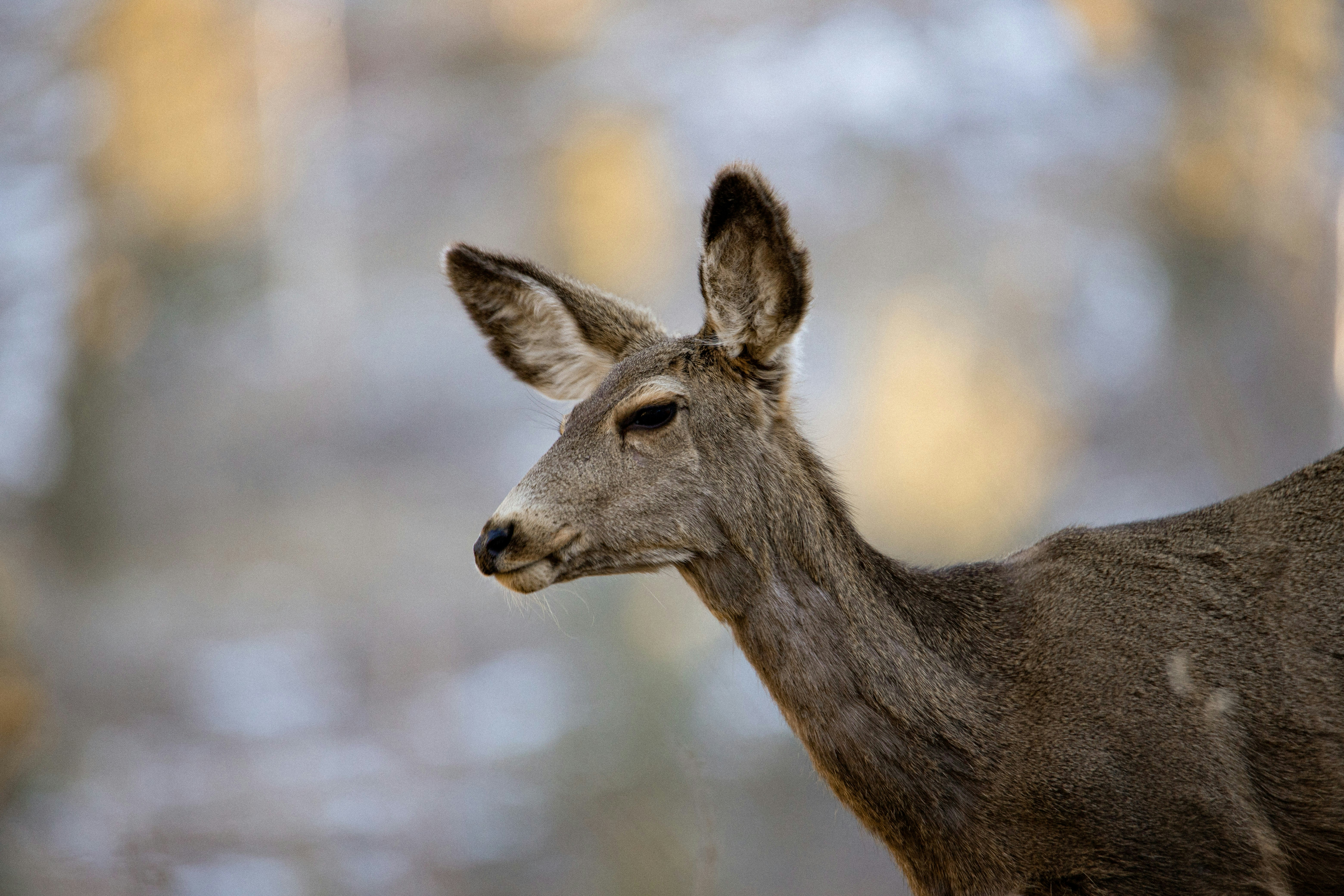 A close up of a deer with trees in the background photo – Free Seaman ...