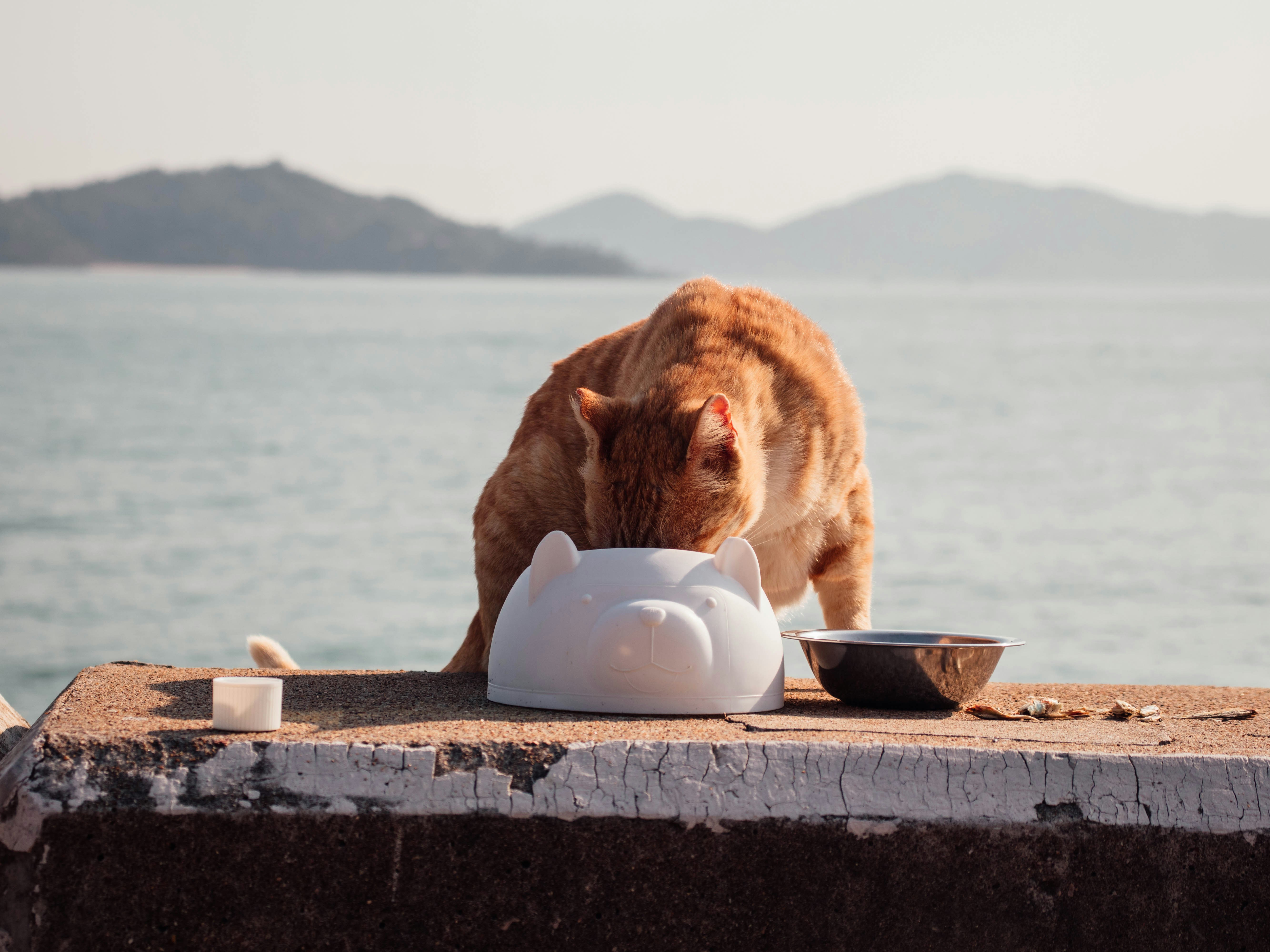 A cat eating out of a bowl on a ledge photo – Free Cat Image on Unsplash