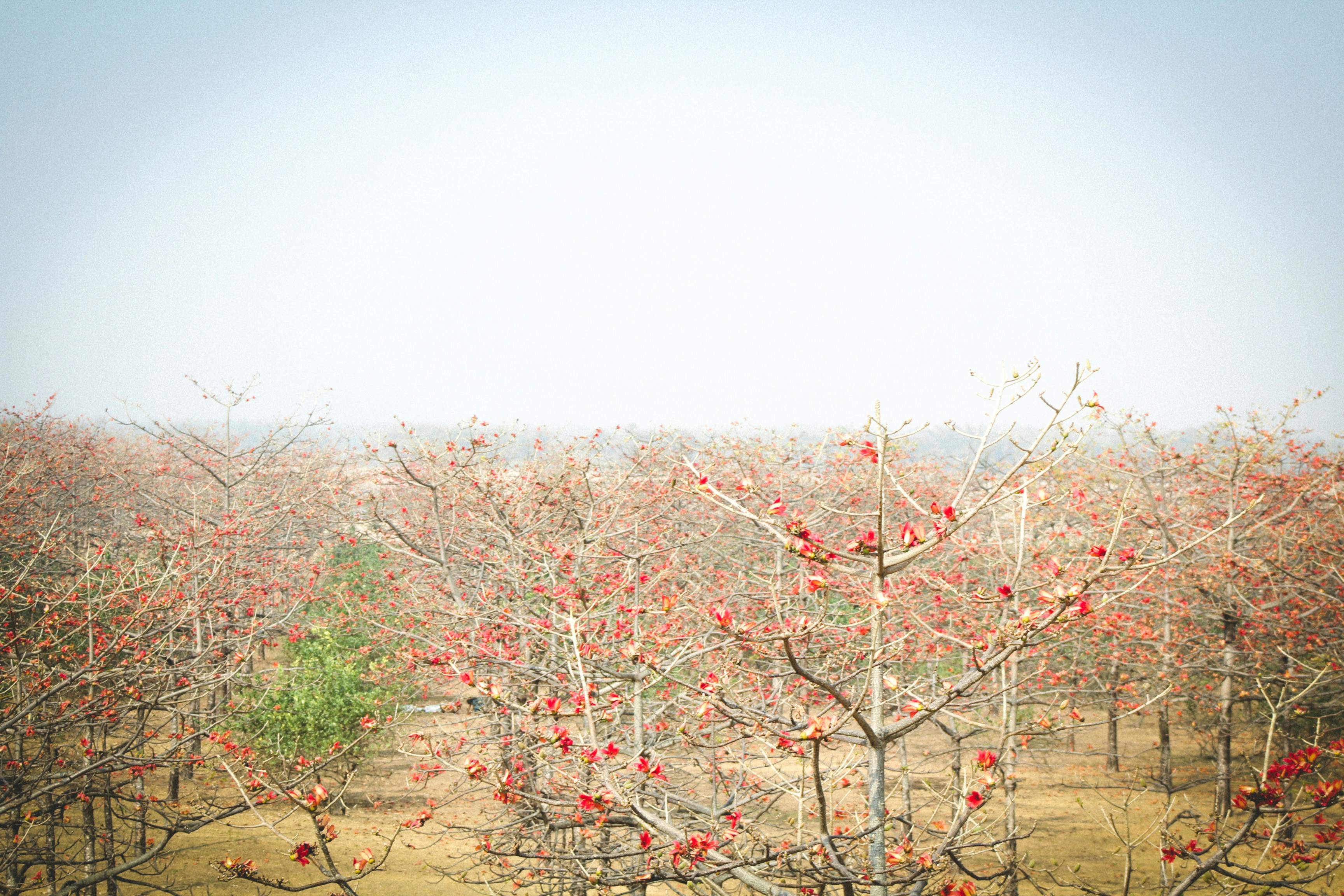 A group of trees with red berries on them photo – Free Plant Image on ...