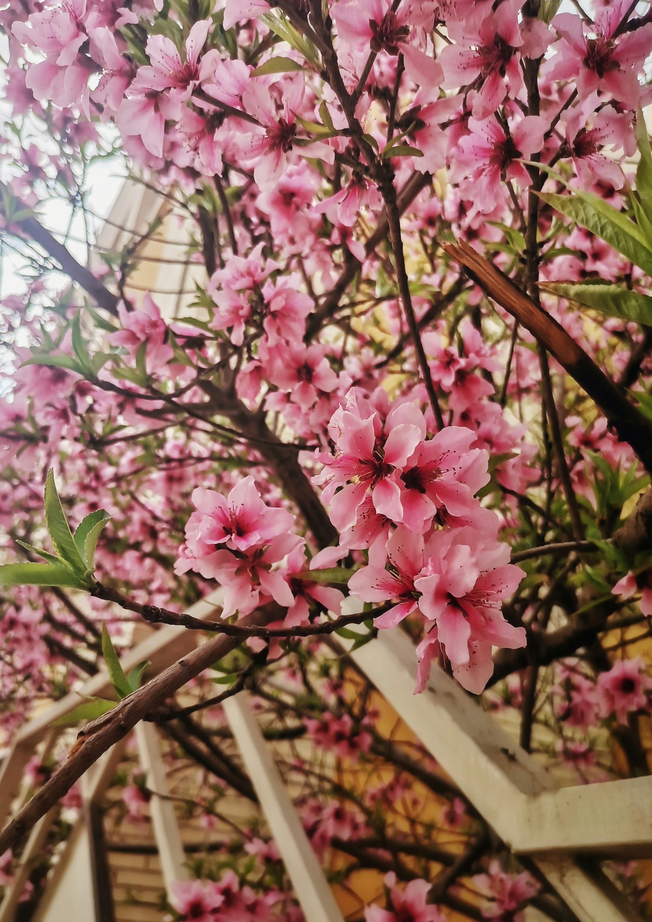 Delicate pink blossoms fill the frame, intertwining with green leaves, creating a vibrant display of spring's beauty.