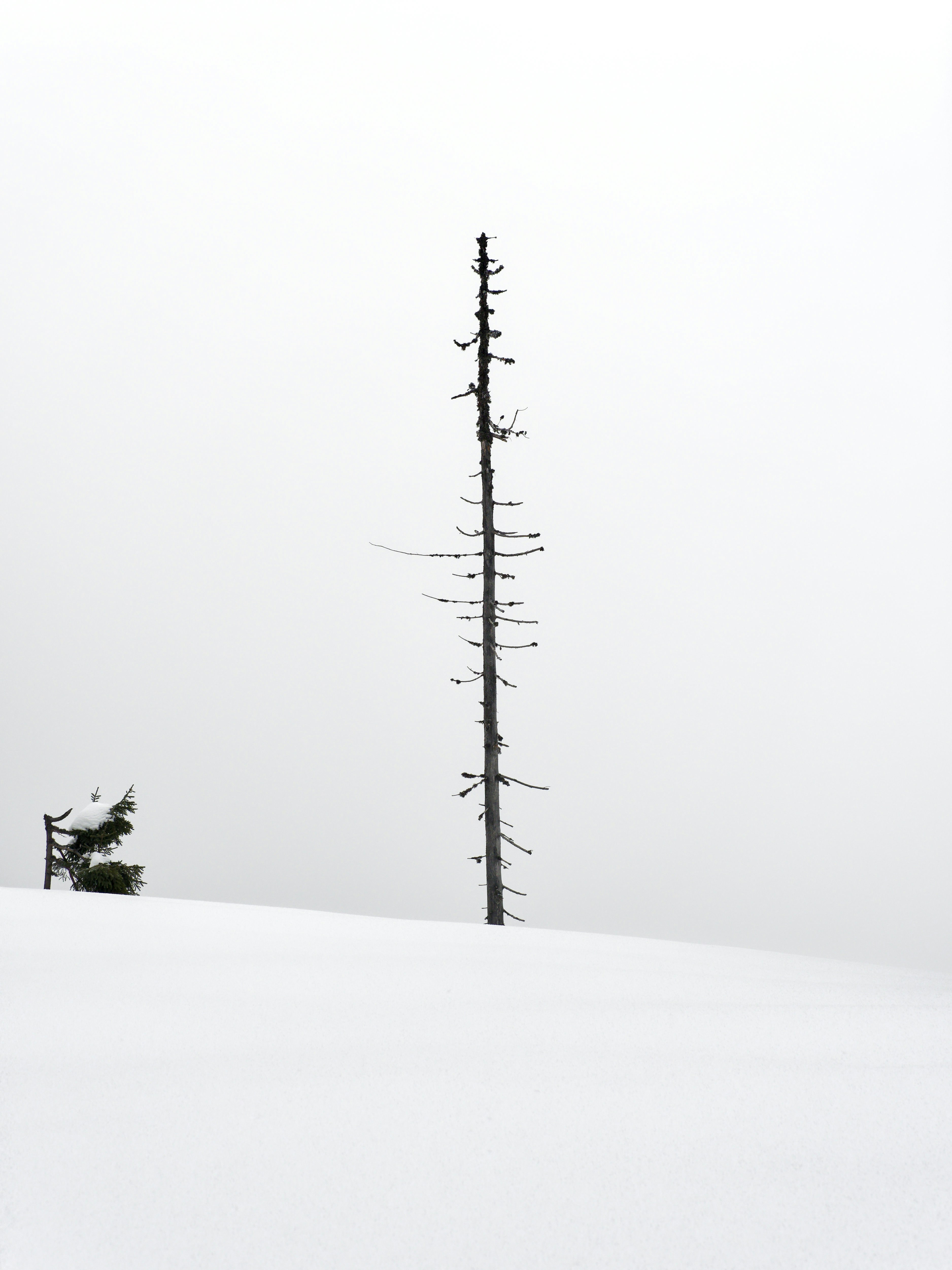 Silent Sentinels of Winter