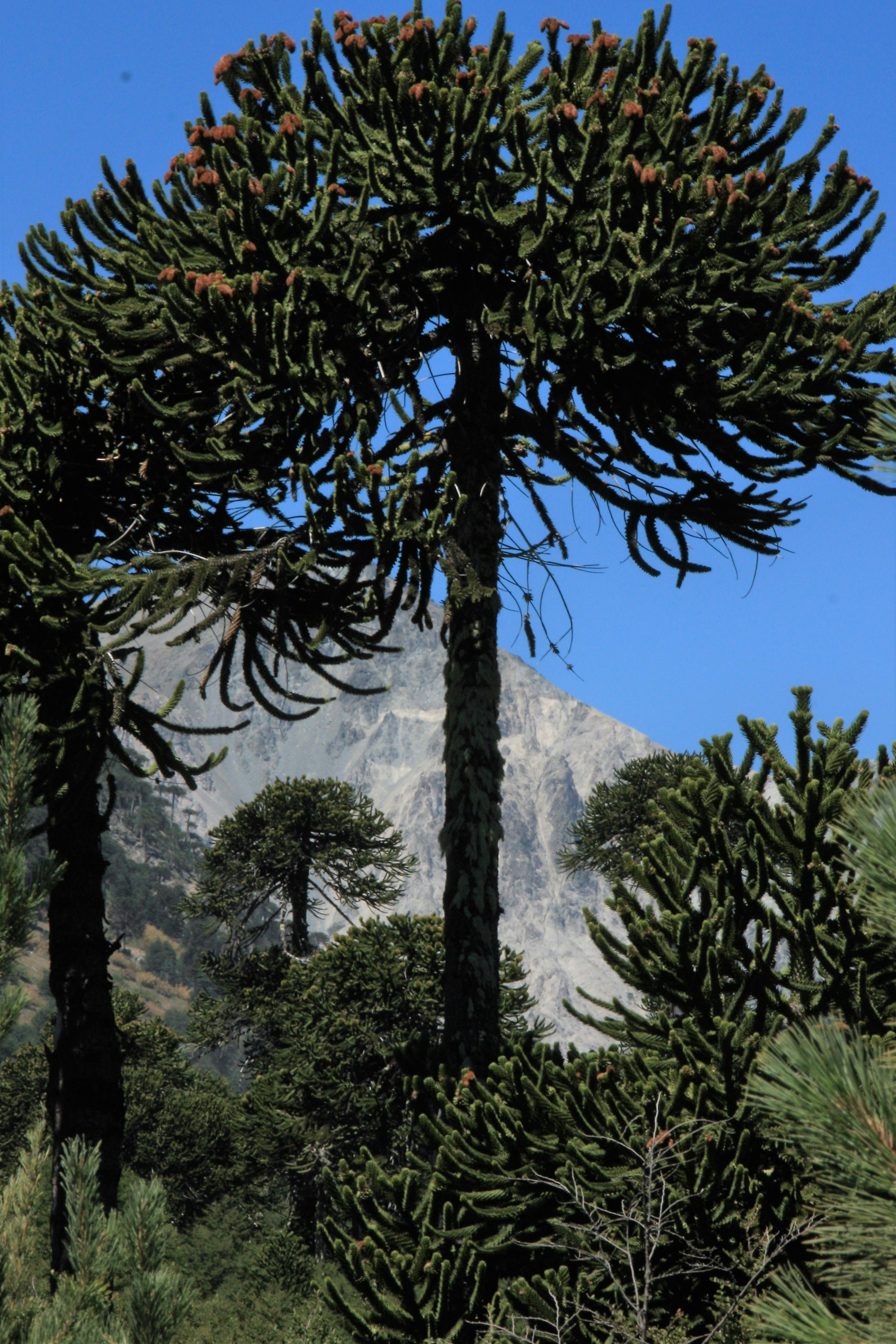 Araucaria in front of the volcano - Villa Pehuenia