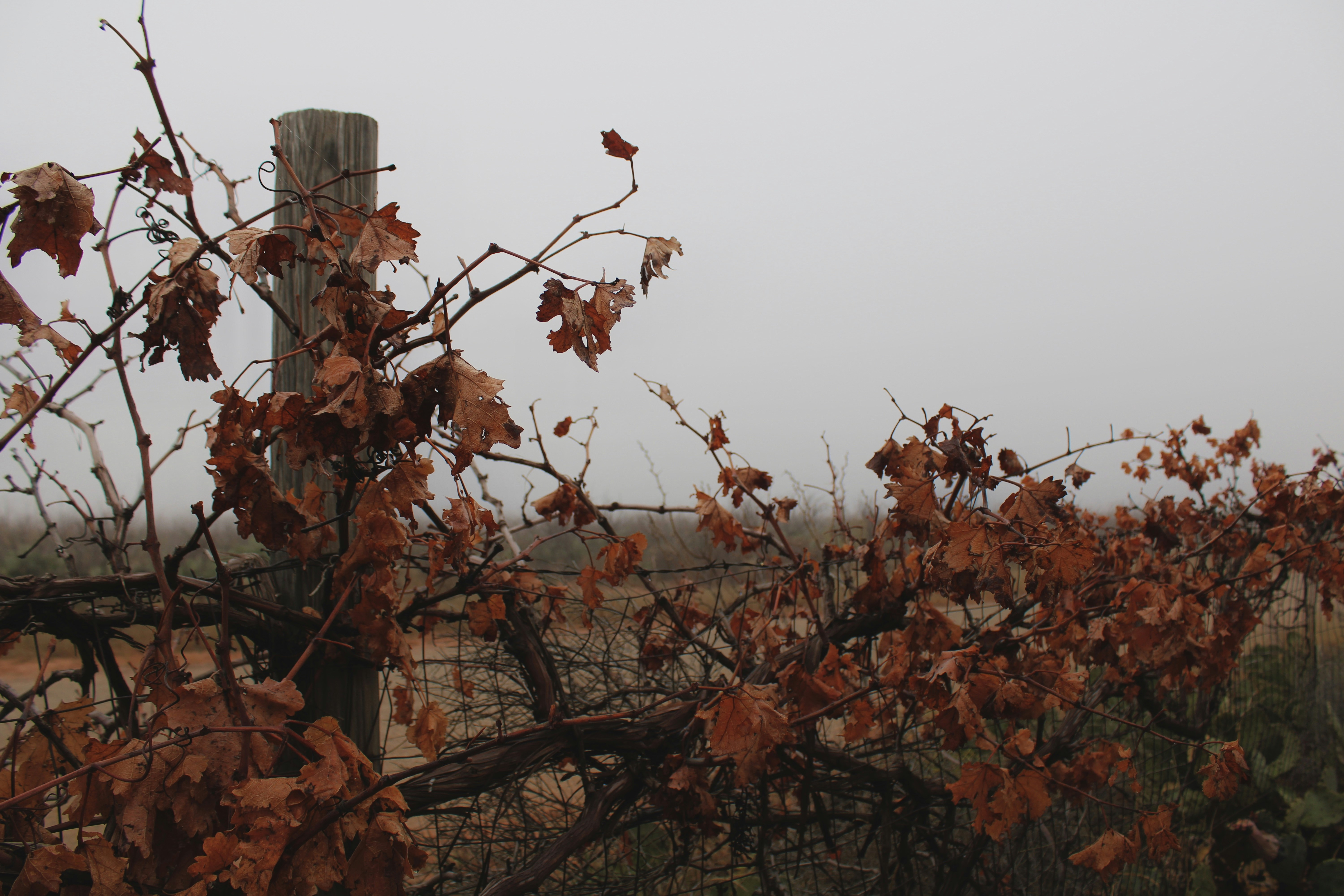 a tree with brown leaves in front of a fence