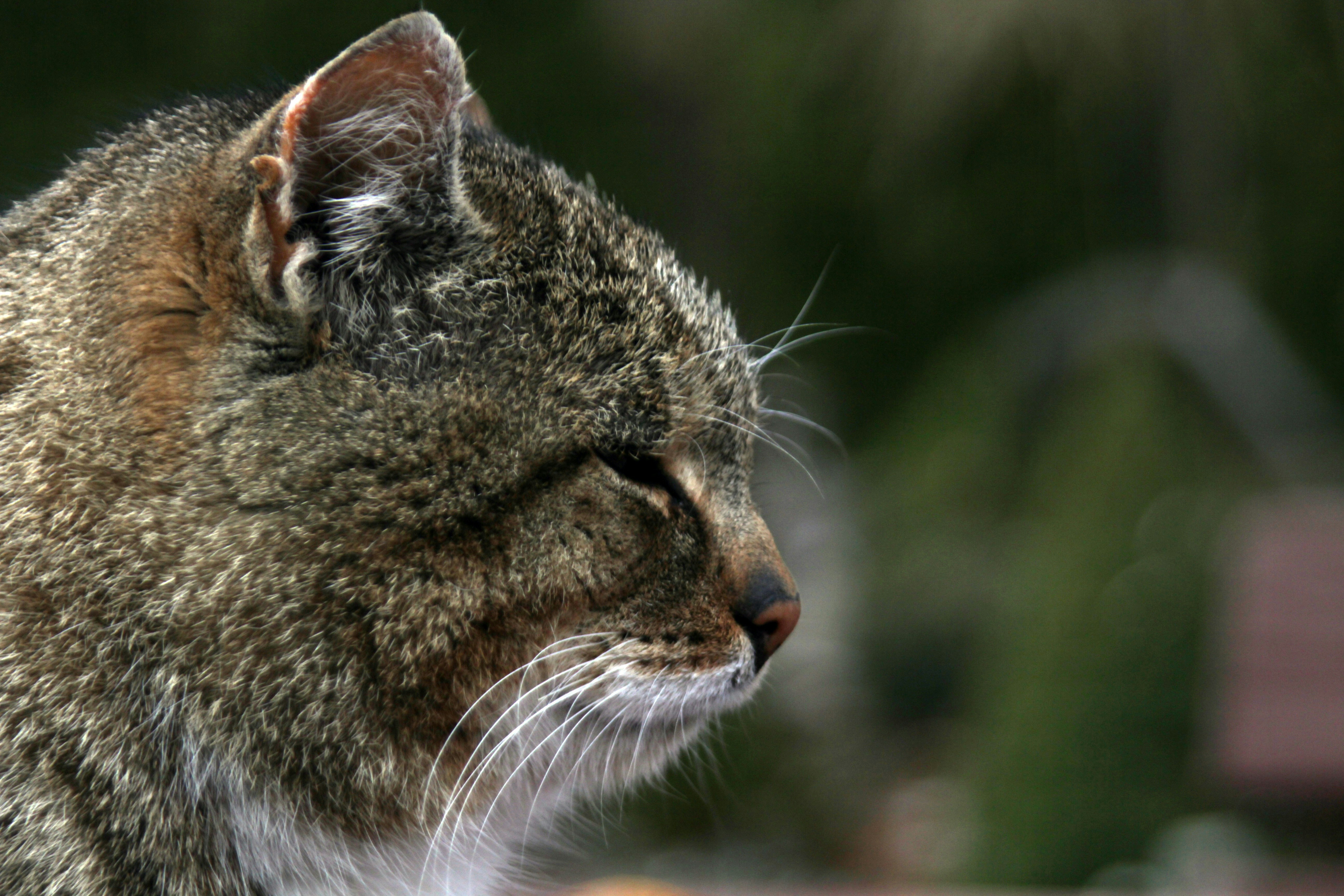 Close-up of a contemplative tabby cat in soft sunlight