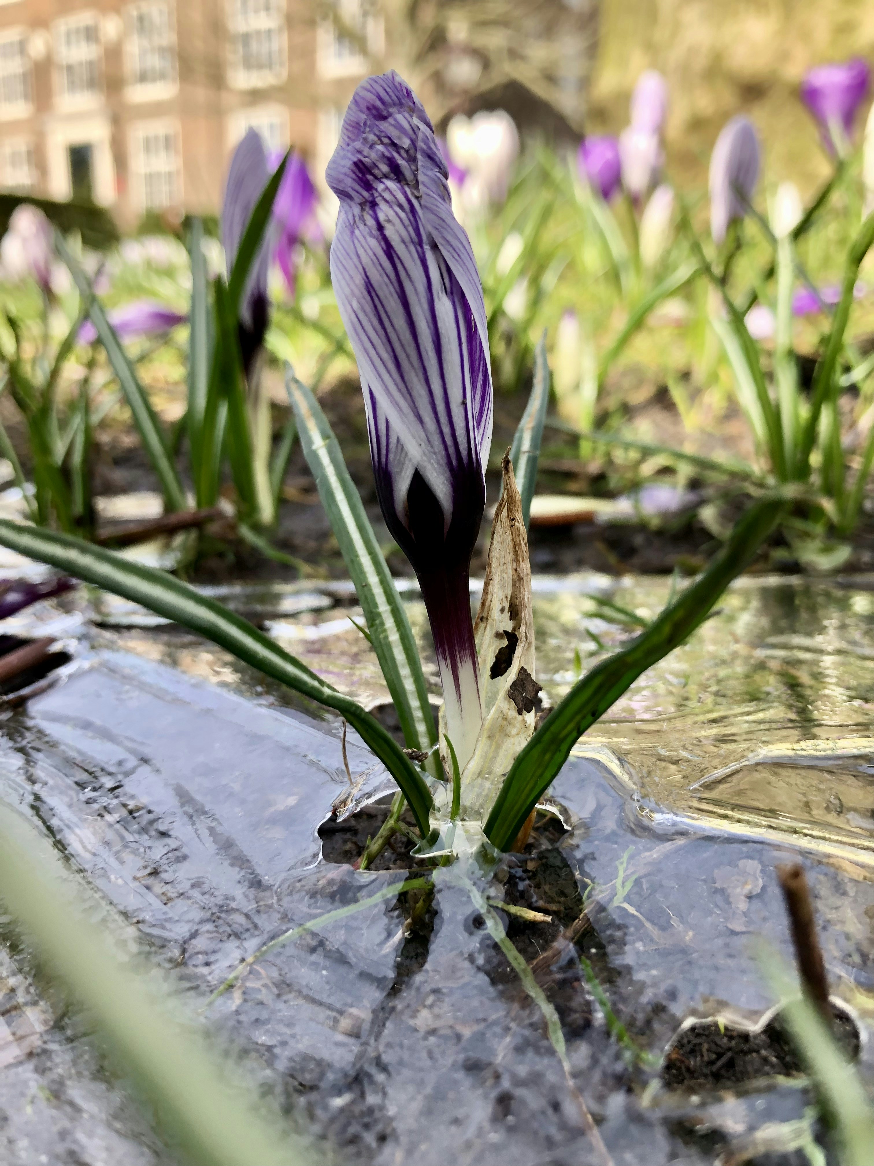 Purple Iris Crowned in Glass: A Close-Up Between Blooms