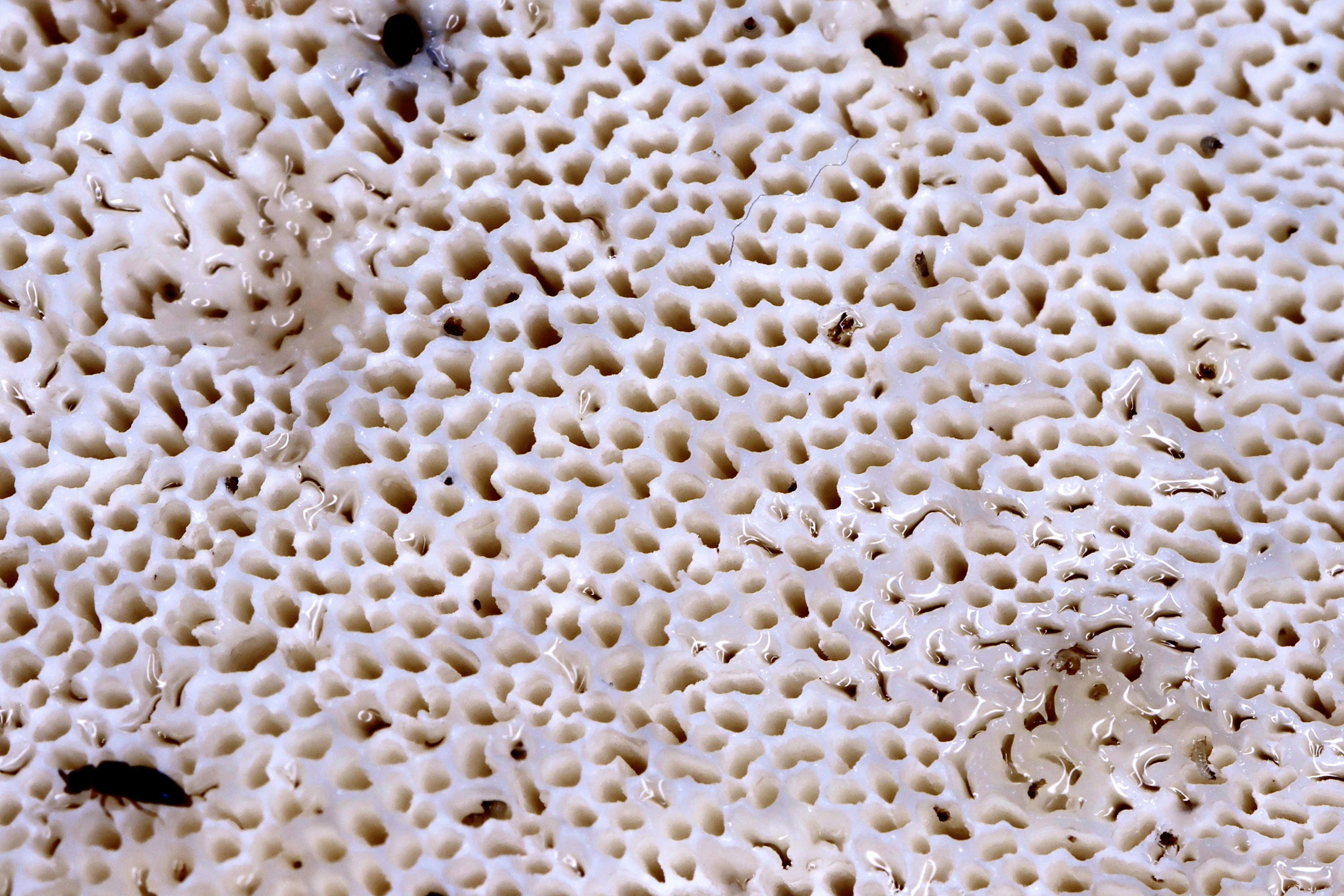 Close-up of a porous surface showcasing intricate patterns and textures. The image highlights the natural beauty and complexity of organic materials.