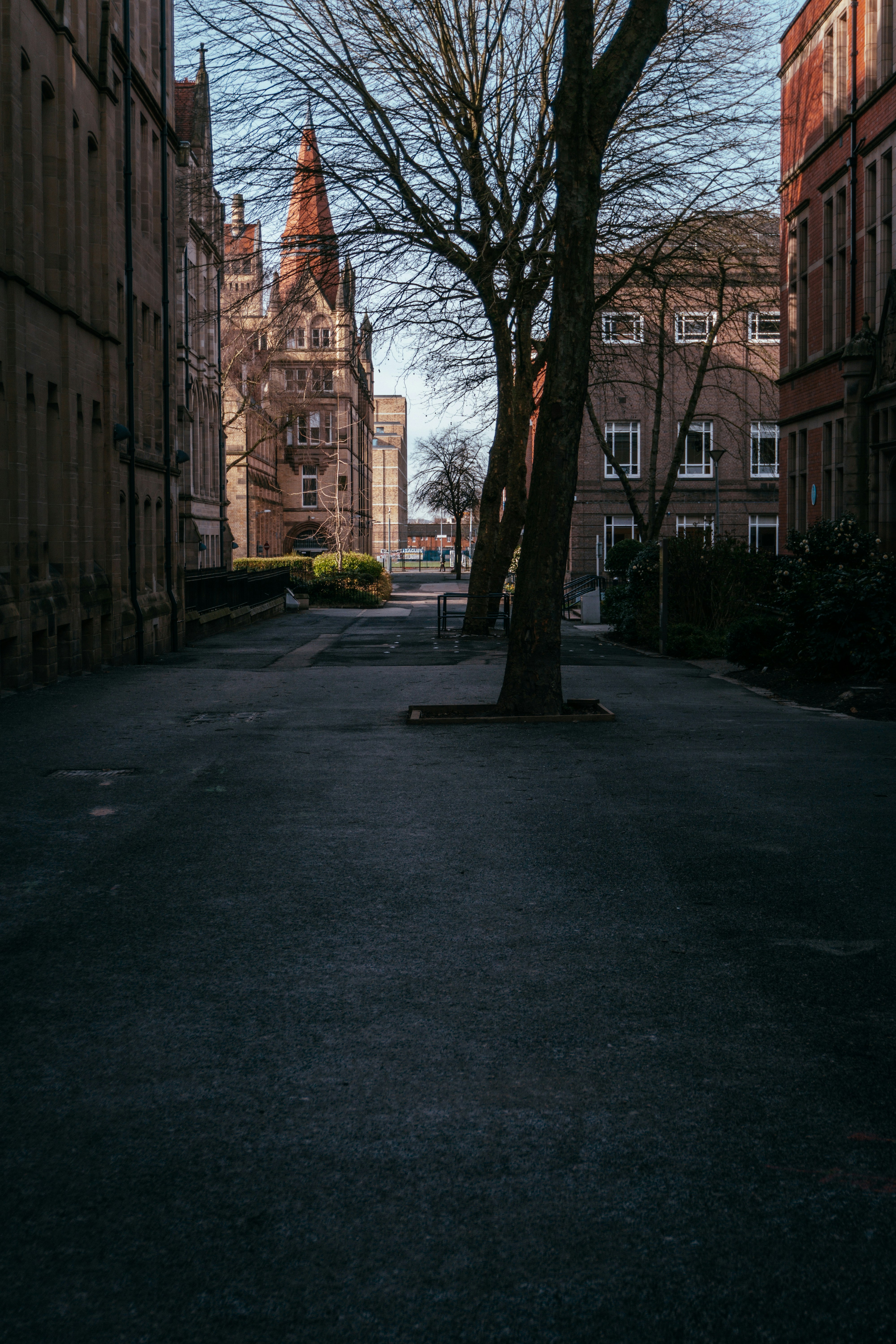 A lone tree in the middle of an empty street photo – Free Street Image ...