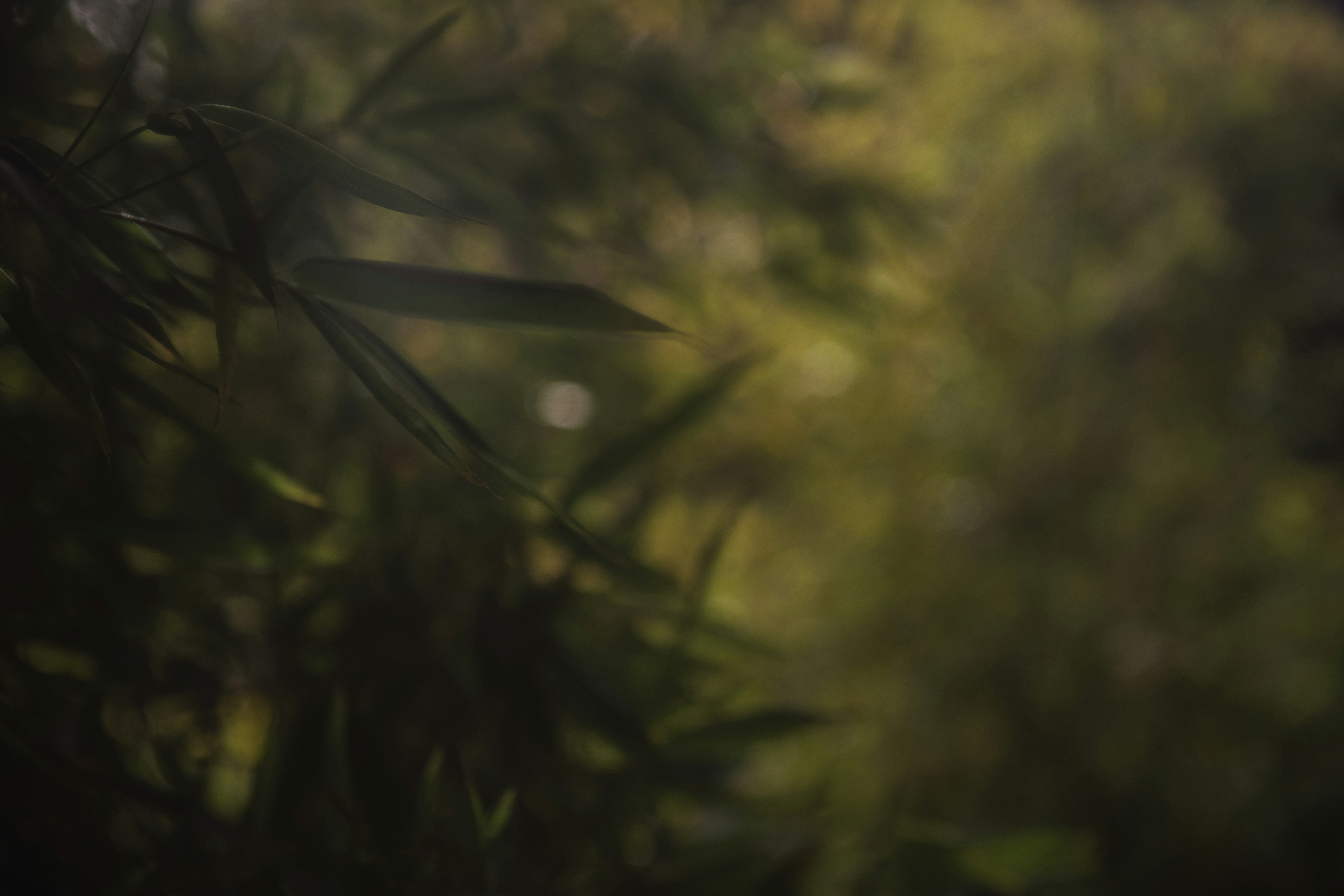 Blurry Nature Pictures | Download Free Images on Unsplash