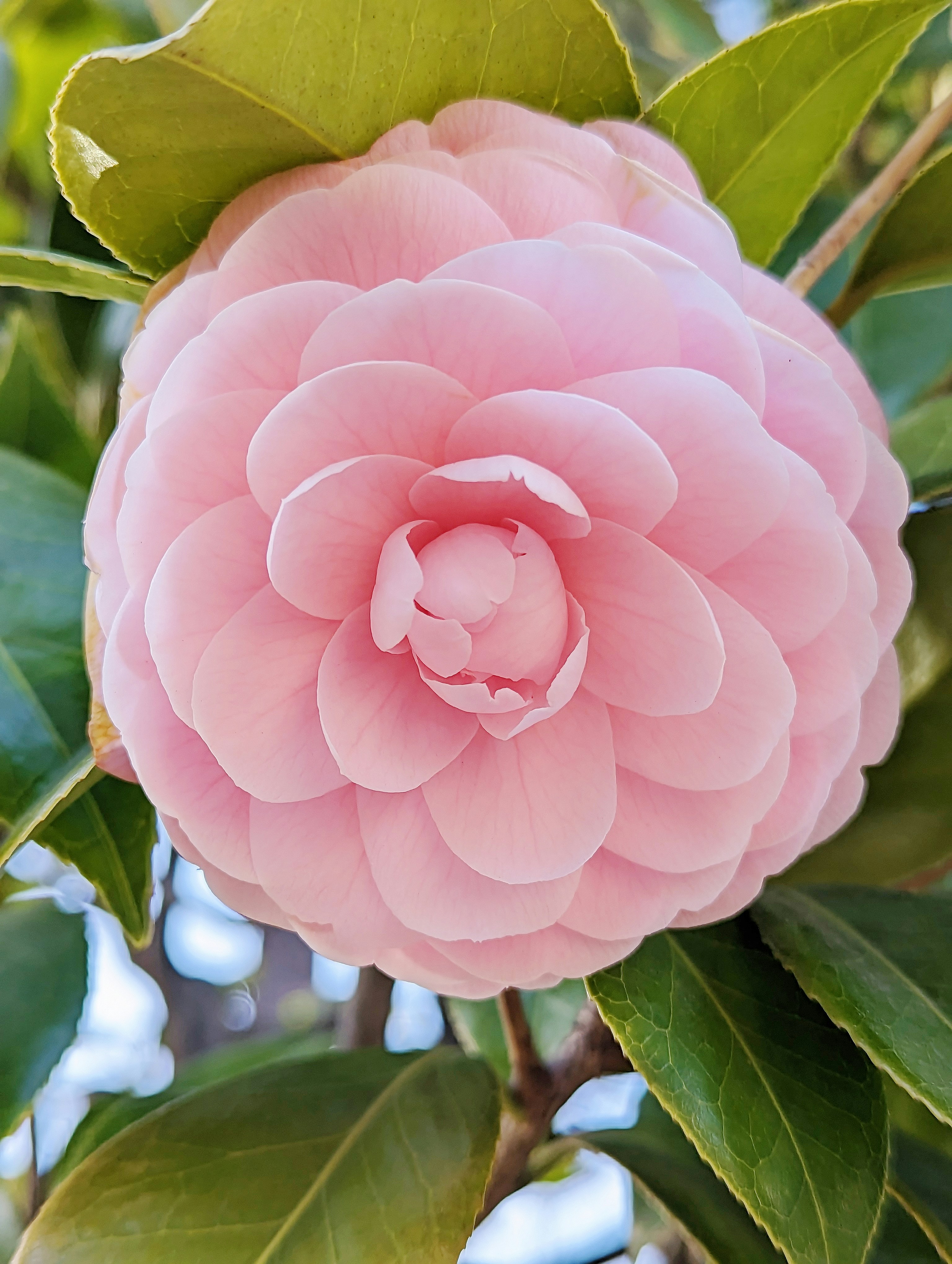 Soft pink camellia blossom nestled among vibrant green leaves.