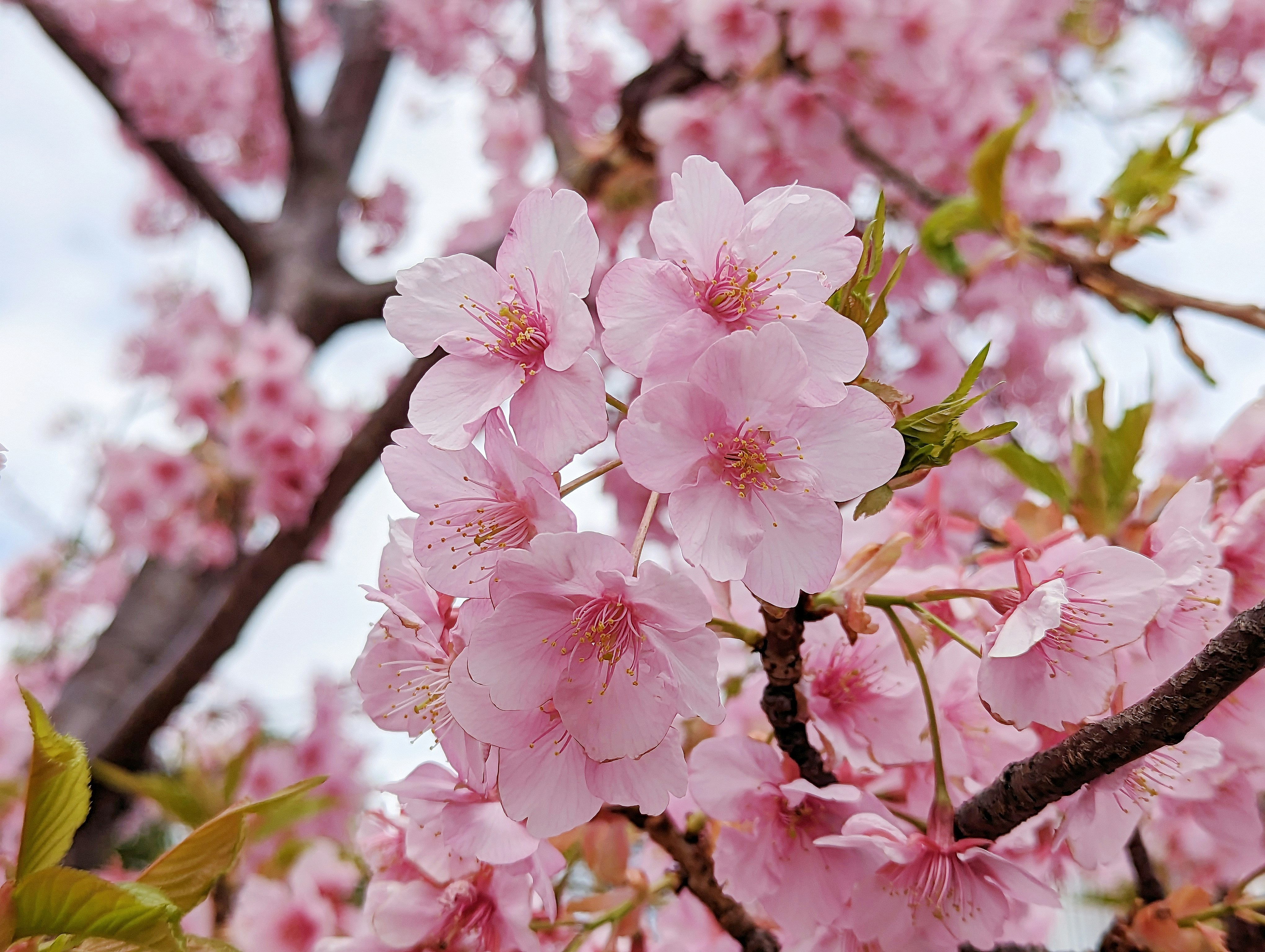 550+ Sakura Flower Pictures | Download Free Images on Unsplash