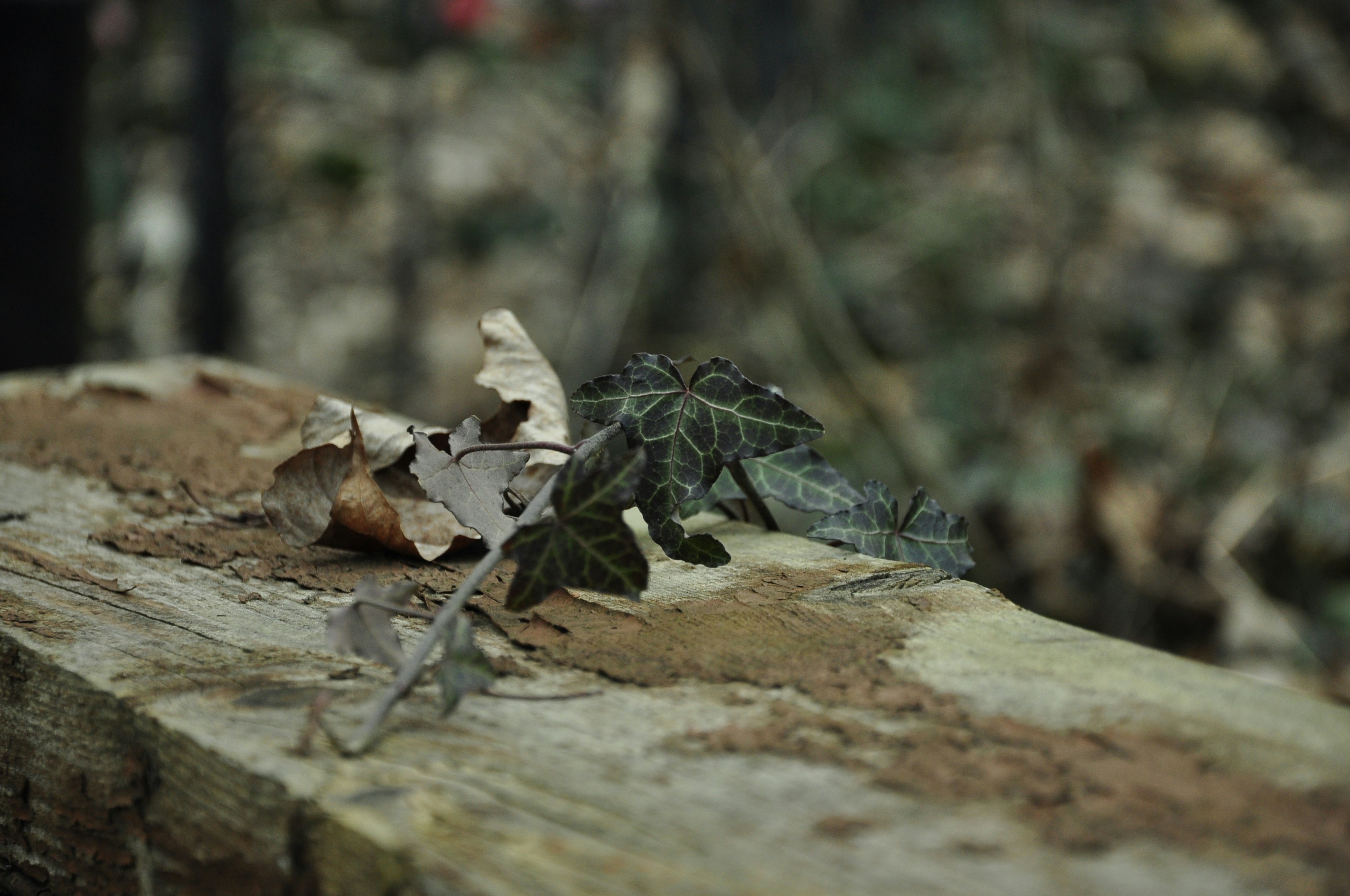 Veined Ivy on Weathered Wood: A Quiet Forest Macro Moment