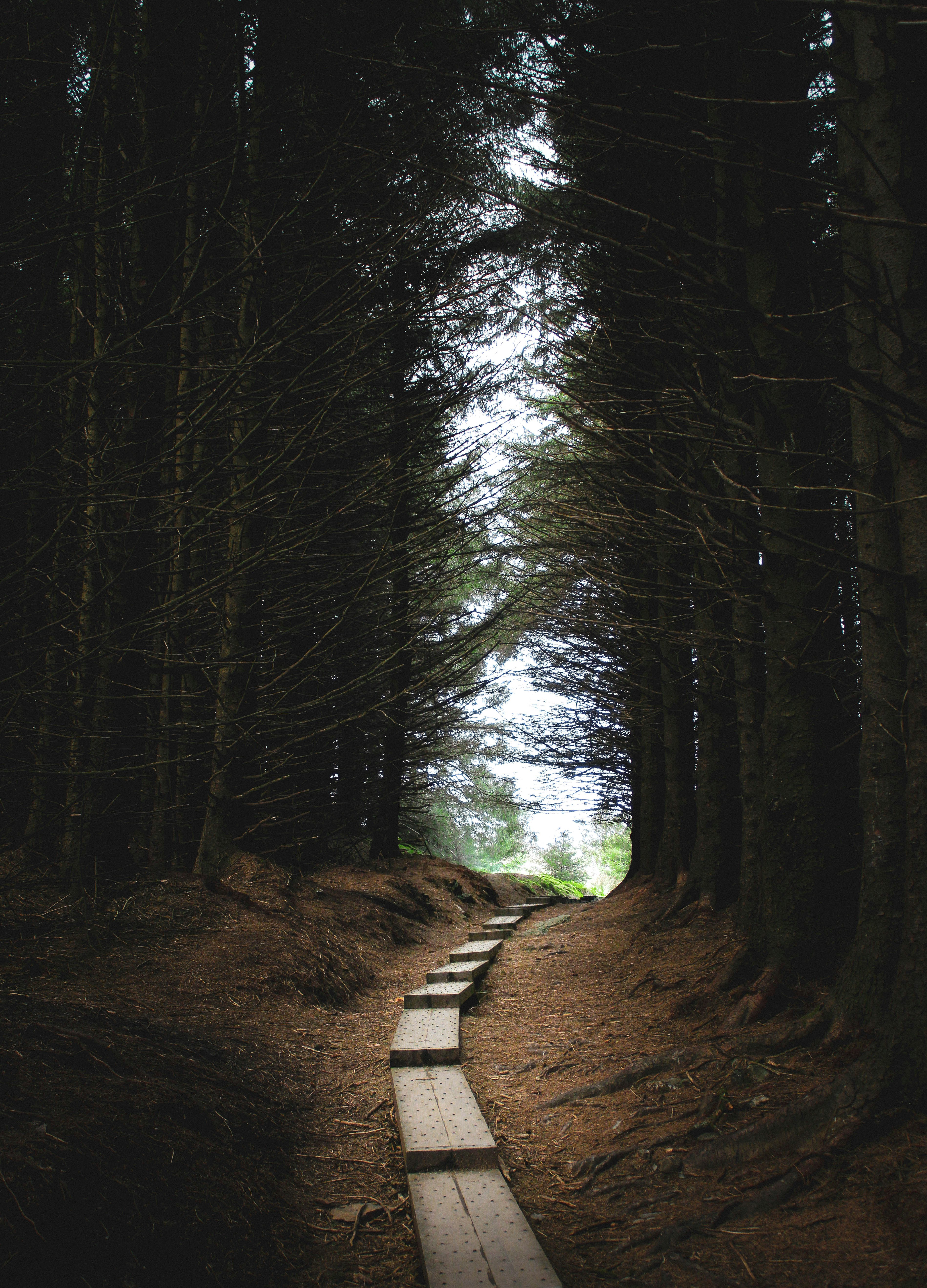 A path in the middle of a forest photo – Free Protrait photography ...