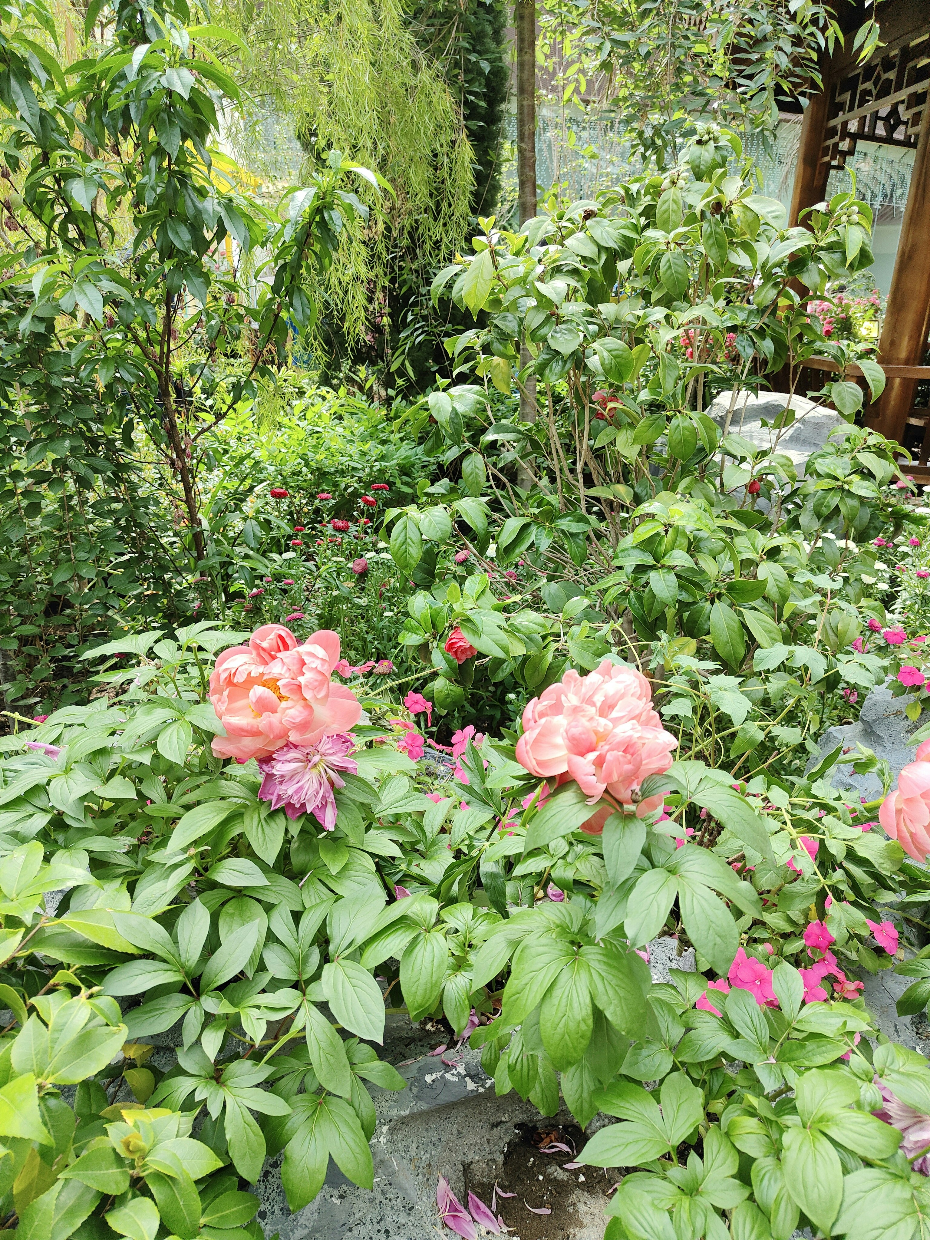 Garden scene featuring coral peonies in bloom among lush greenery and a wooden structure in daylight.