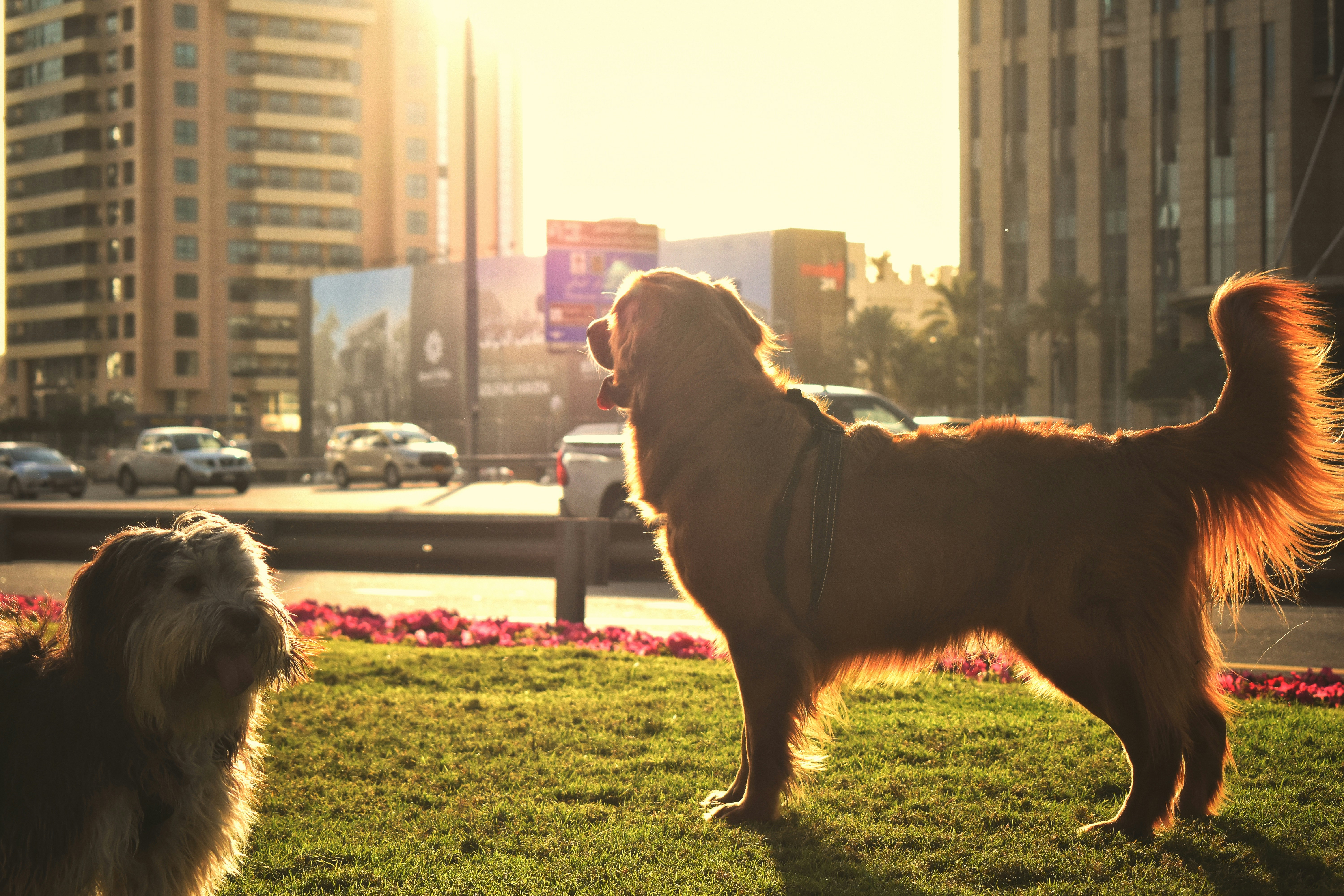 City Park Golden Hour: Two dogs bathed in sunset glow