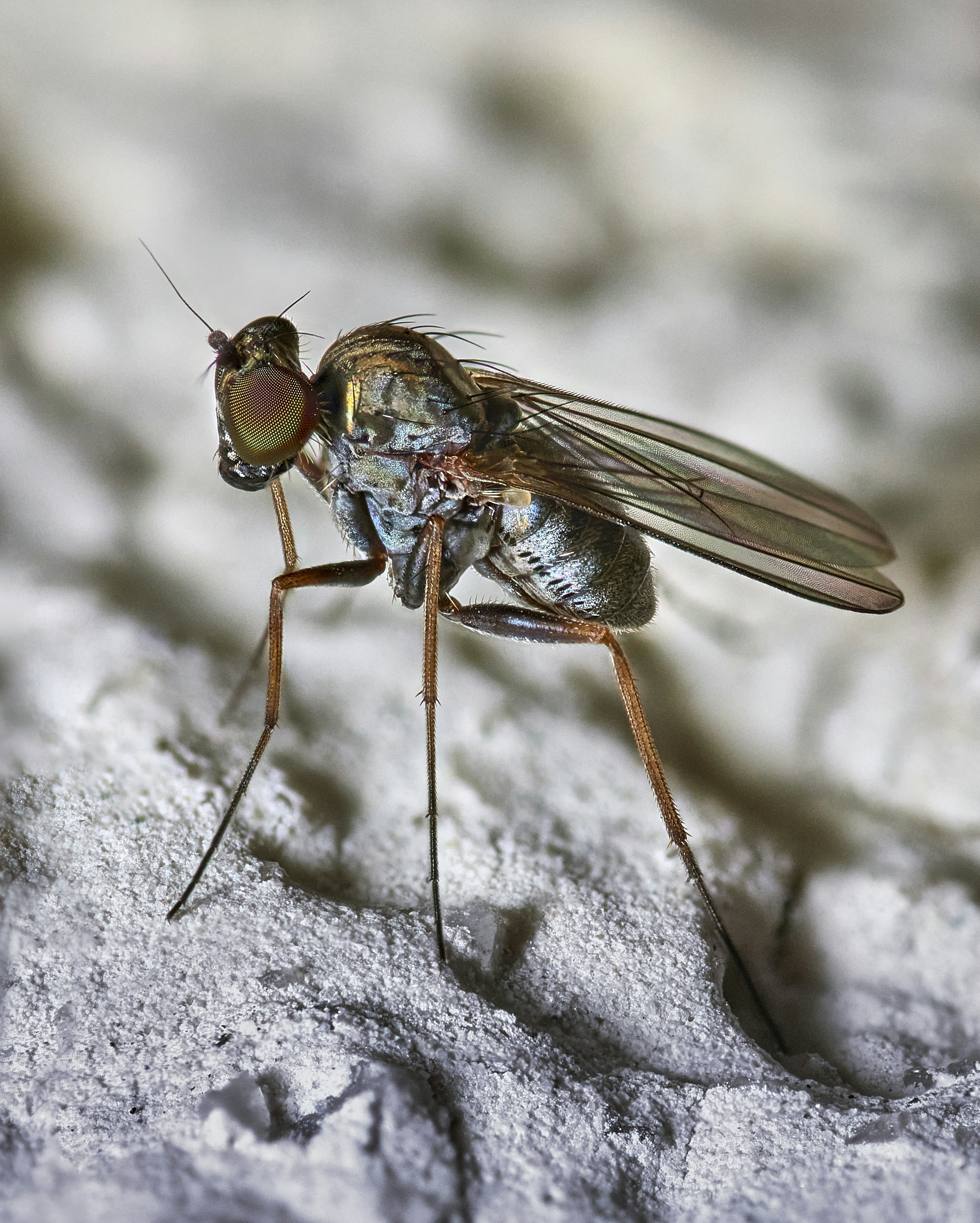 A Tiny Fly's Intricate Details/Los Detalles Intrincados de una Mosca Diminuta------A vertical macro shot captures the stunning details of a tiny 4mm insect. The sharp focus on its iridescent body, large compound eyes, and long legs reveals a hidden world against a rough, light-colored background.---Una toma macro vertical captura los asombrosos detalles de un minúsculo insecto de 4mm. El enfoque nítido en su cuerpo iridiscente, grandes ojos compuestos y largas patas revela un mundo oculto sobre un fondo de textura clara.