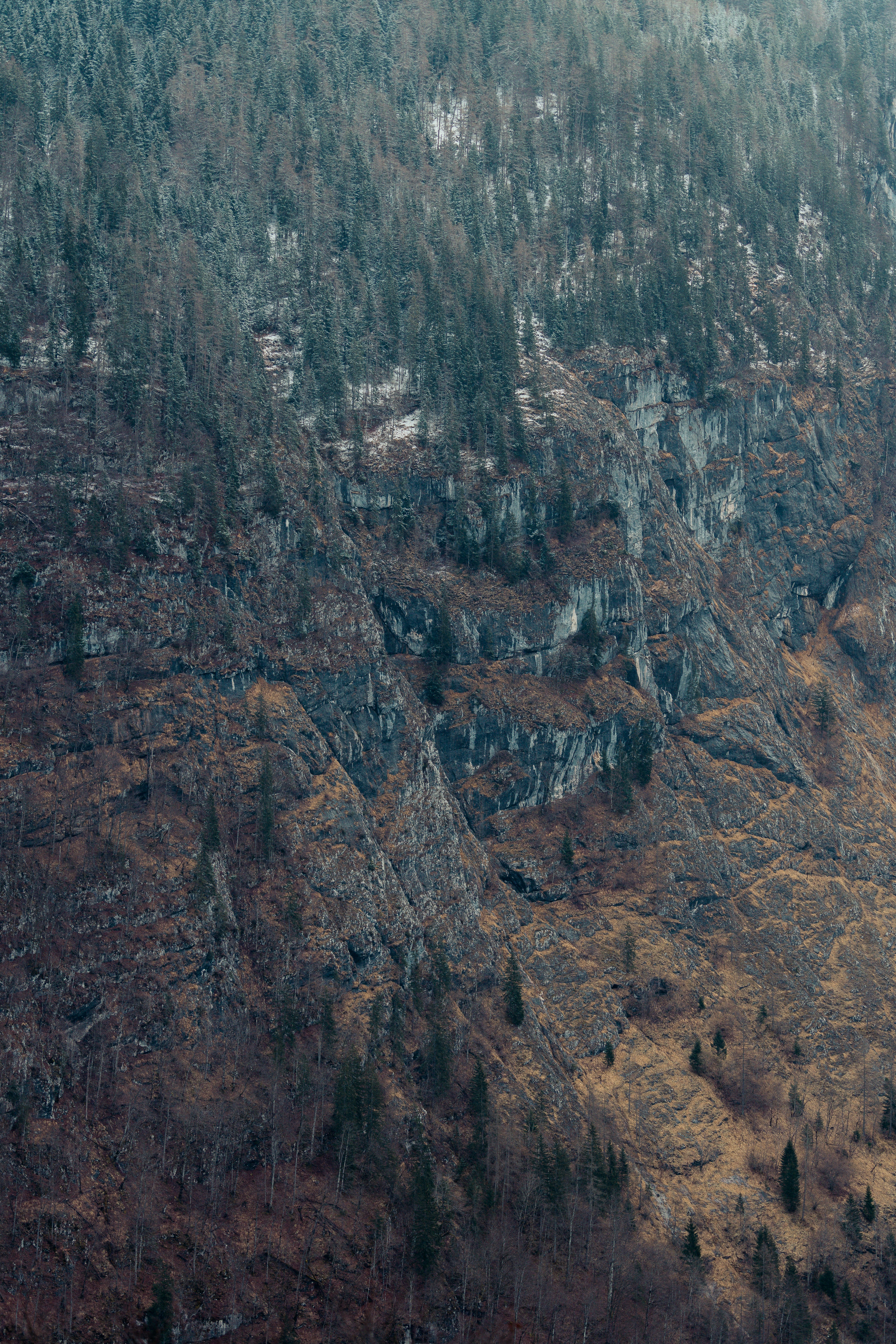 Edge of Stone and Pine: A Quiet Vertical Panorama