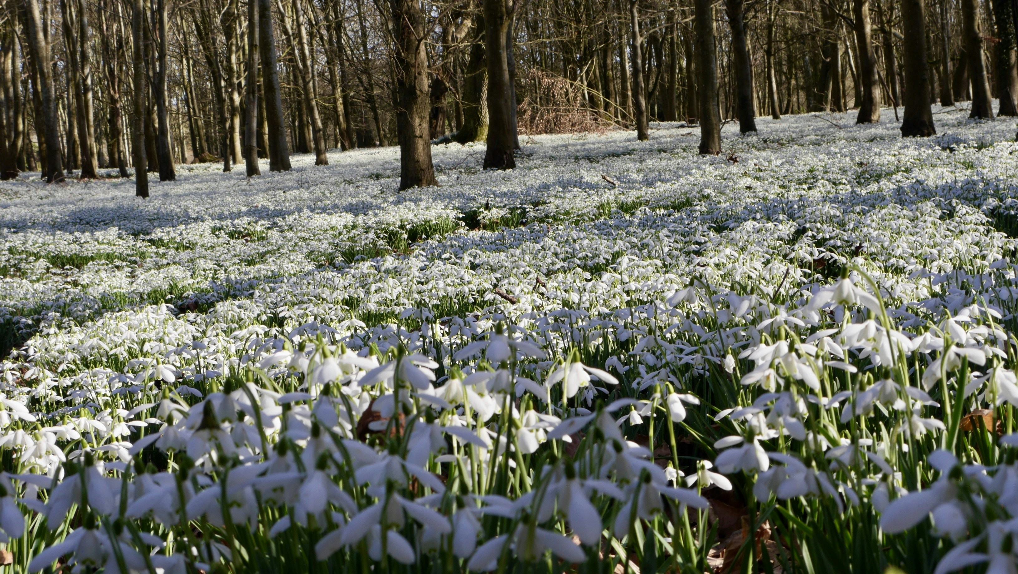A field of snowdrops in a wooded area photo – Free Flowers Image on ...