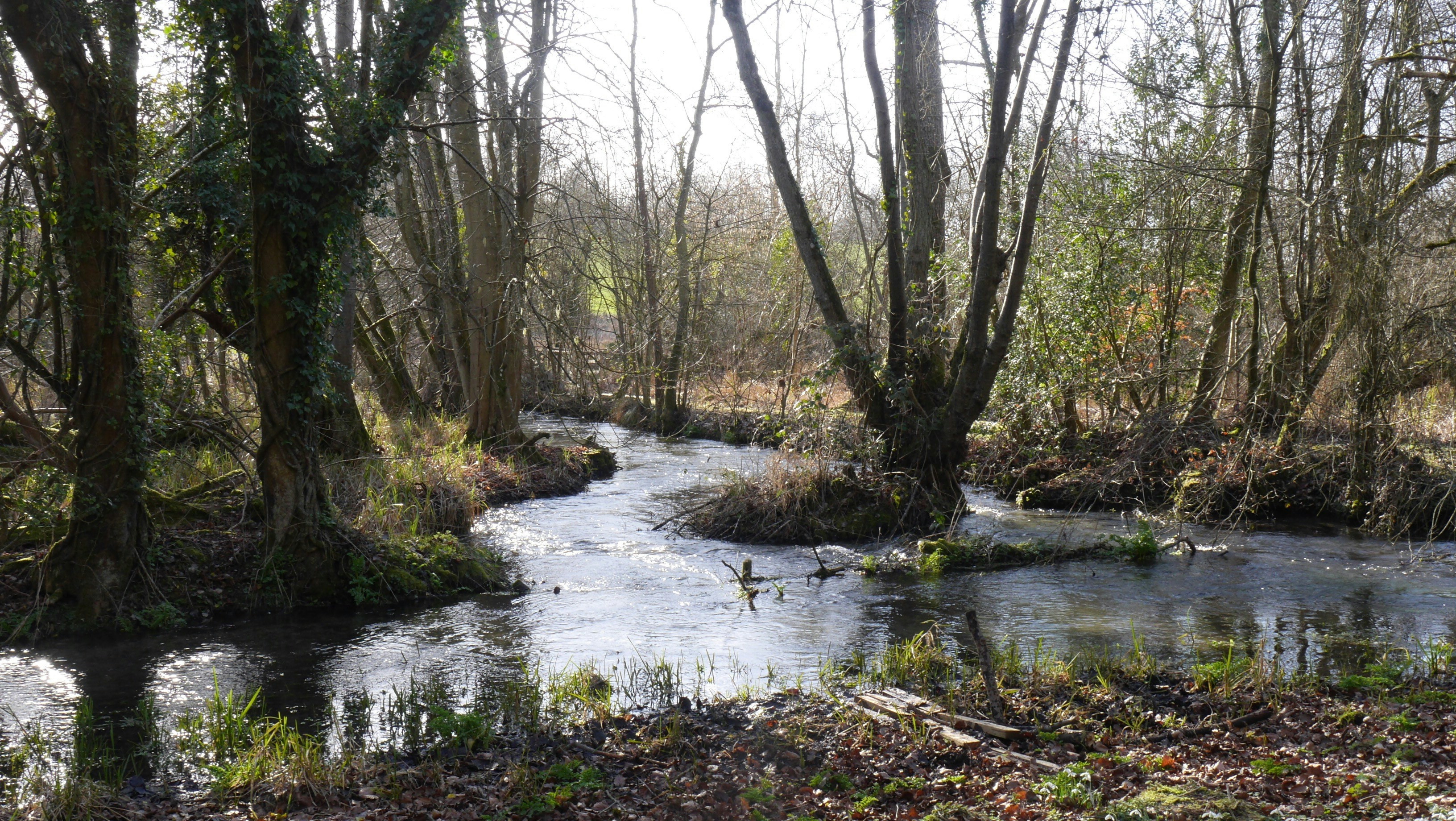 A river running through a forest filled with lots of trees photo – Free ...