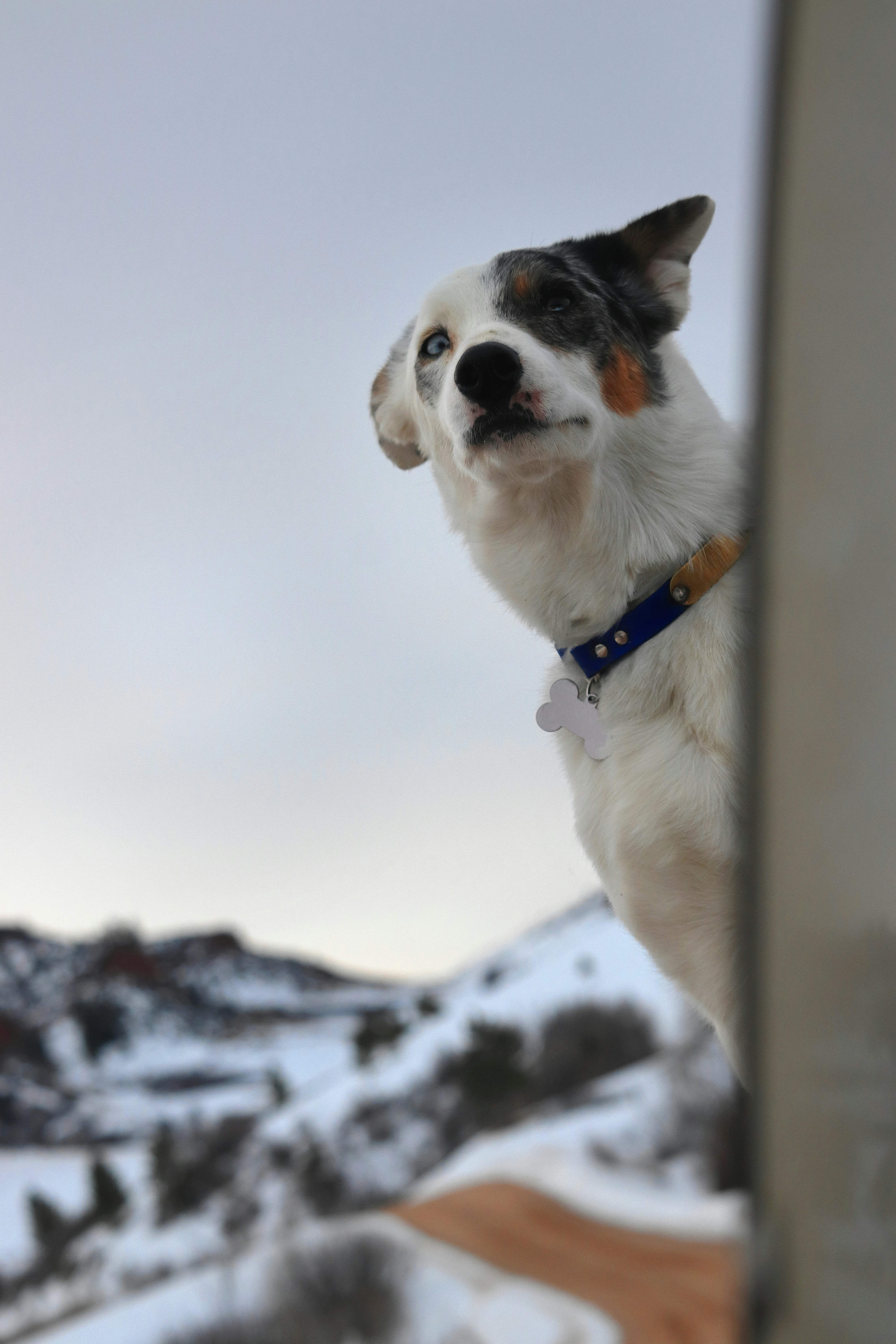 Snowbound Sentinel: a curious dog peeks from a doorway against an alpine snow backdrop