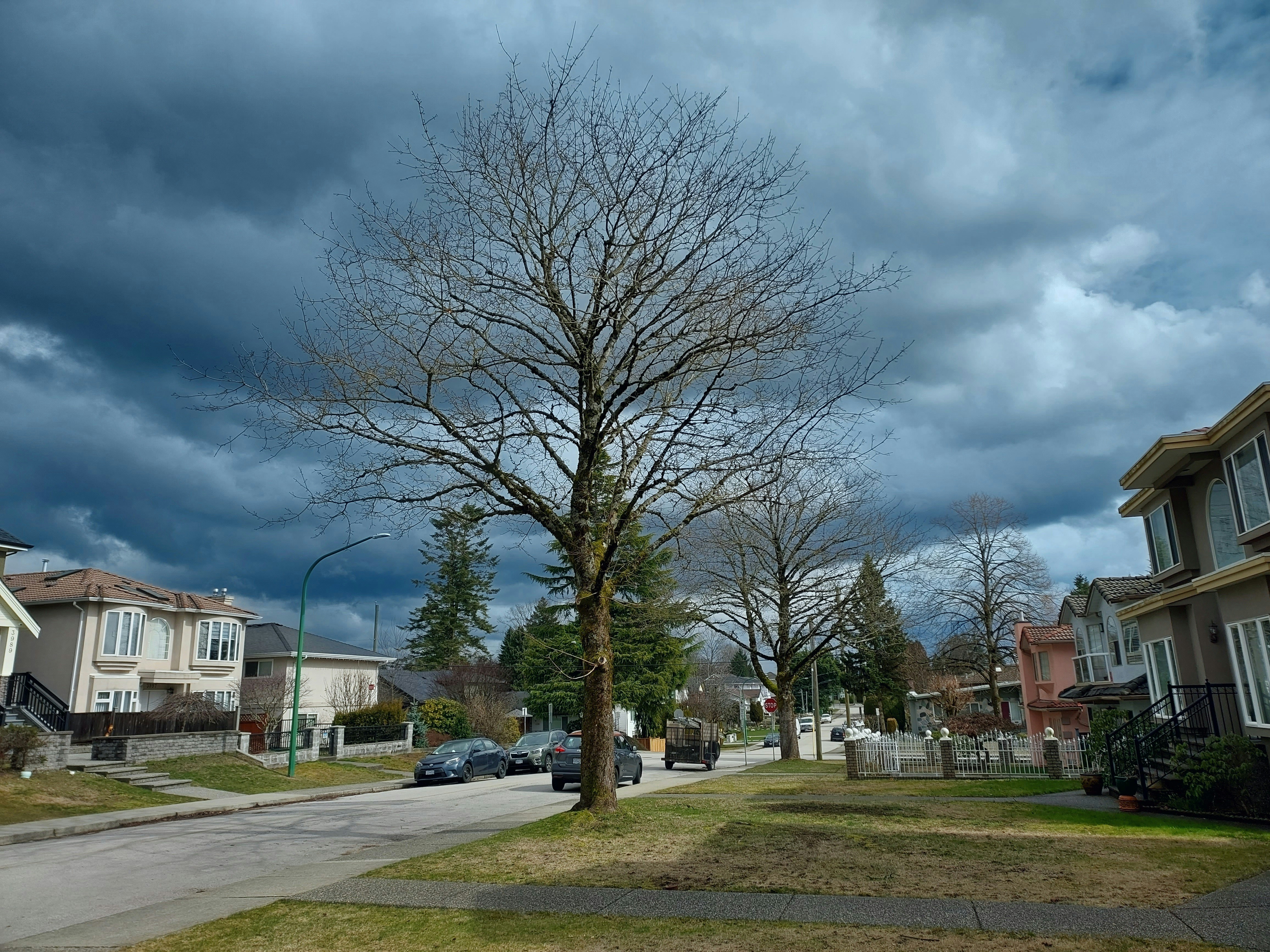 Bare-branched tree stands centered along a quiet suburban street as dark clouds roll in.