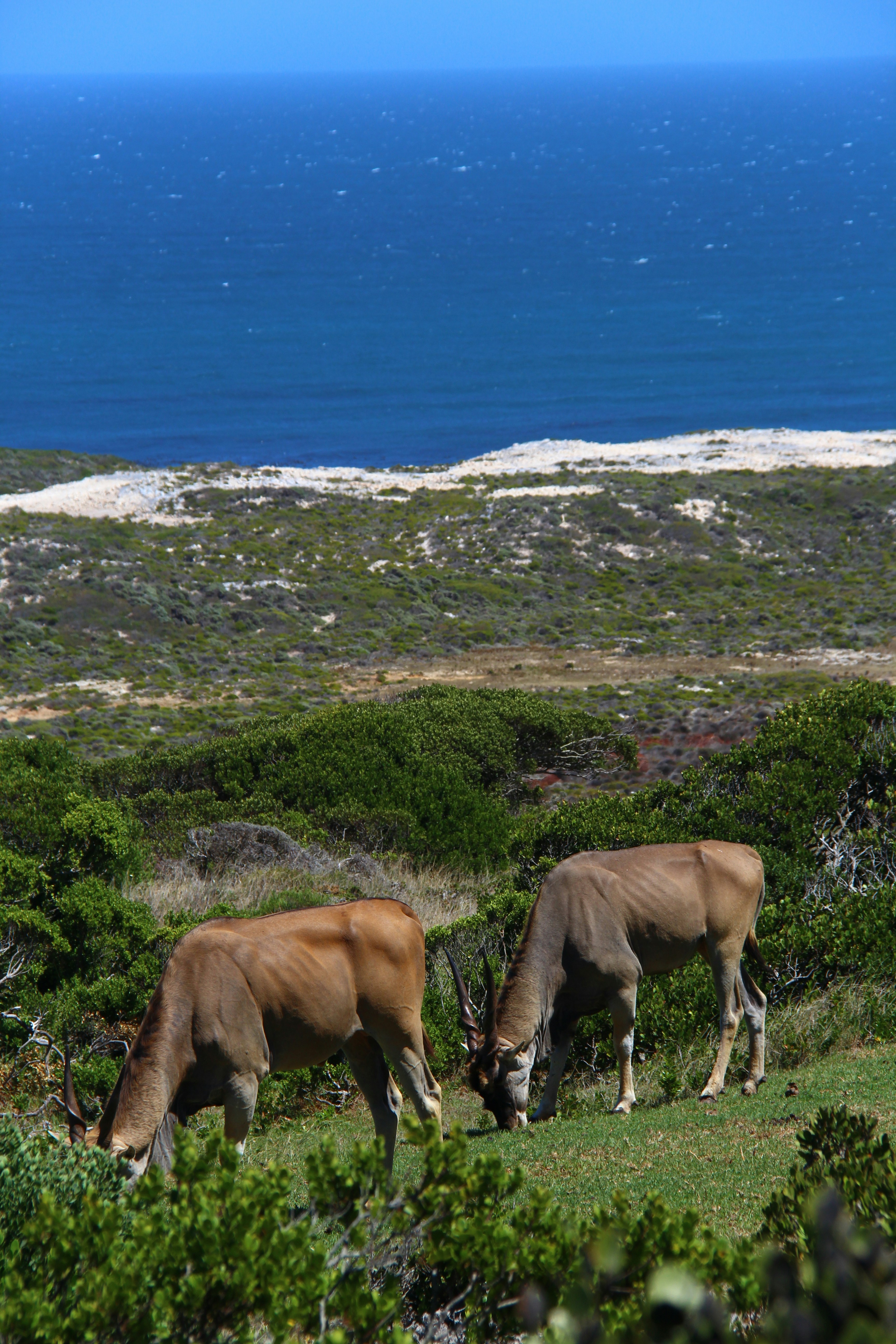 Photo by Serge Taeymans with Canon EOS 1200D