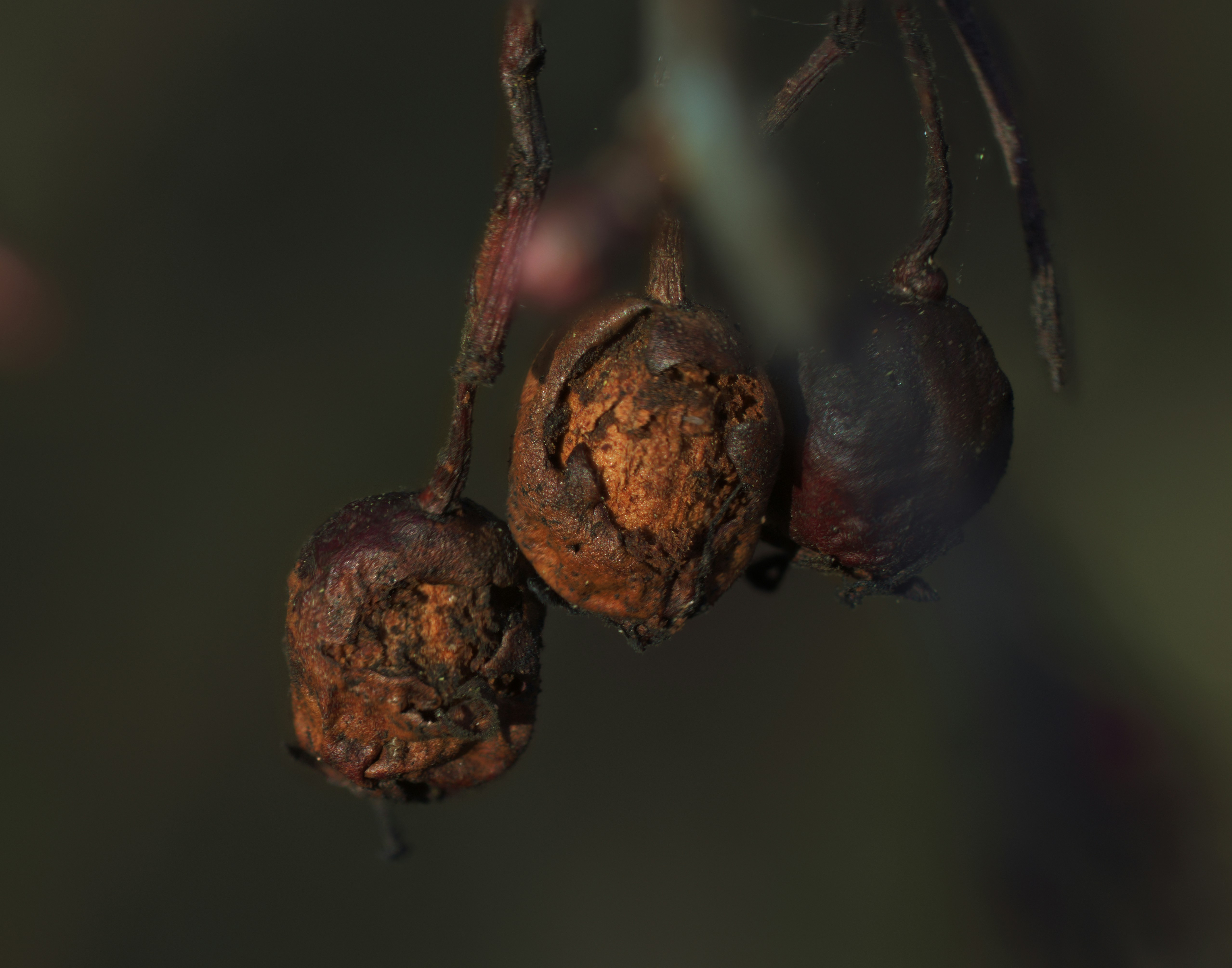 Three Desiccated Berries Clinging to a Twig in a Velvet Macro Portrait